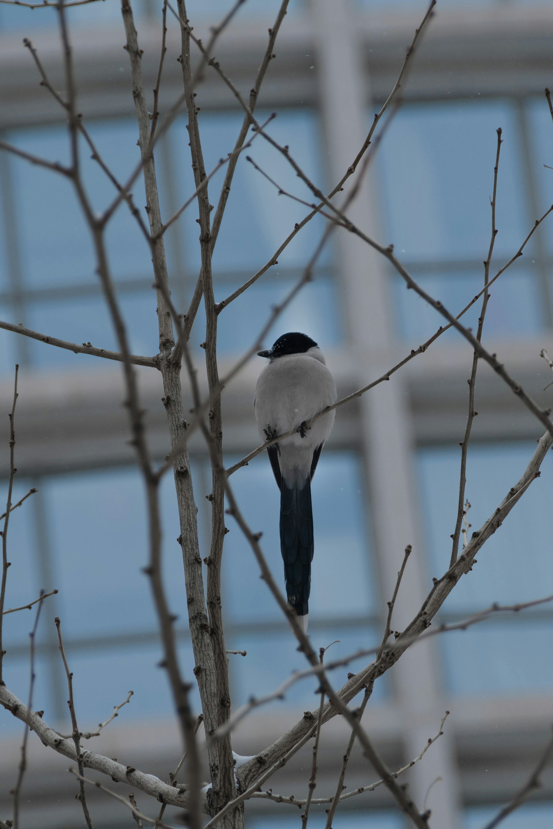 Just a bird, snowy day