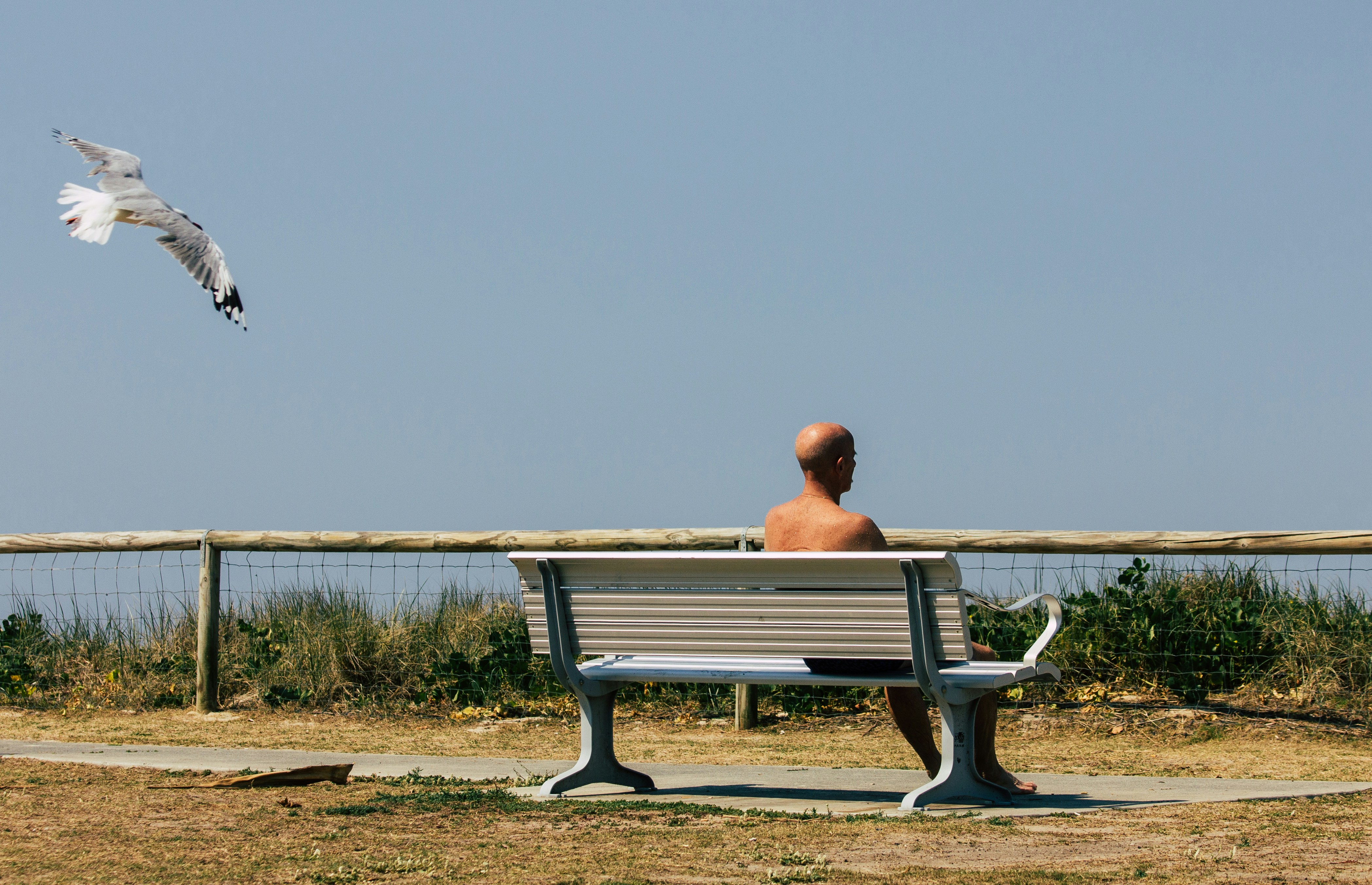 Quiet Pause by the Sea: A Shirtless Figure on a Bench as a Seagull Flies by