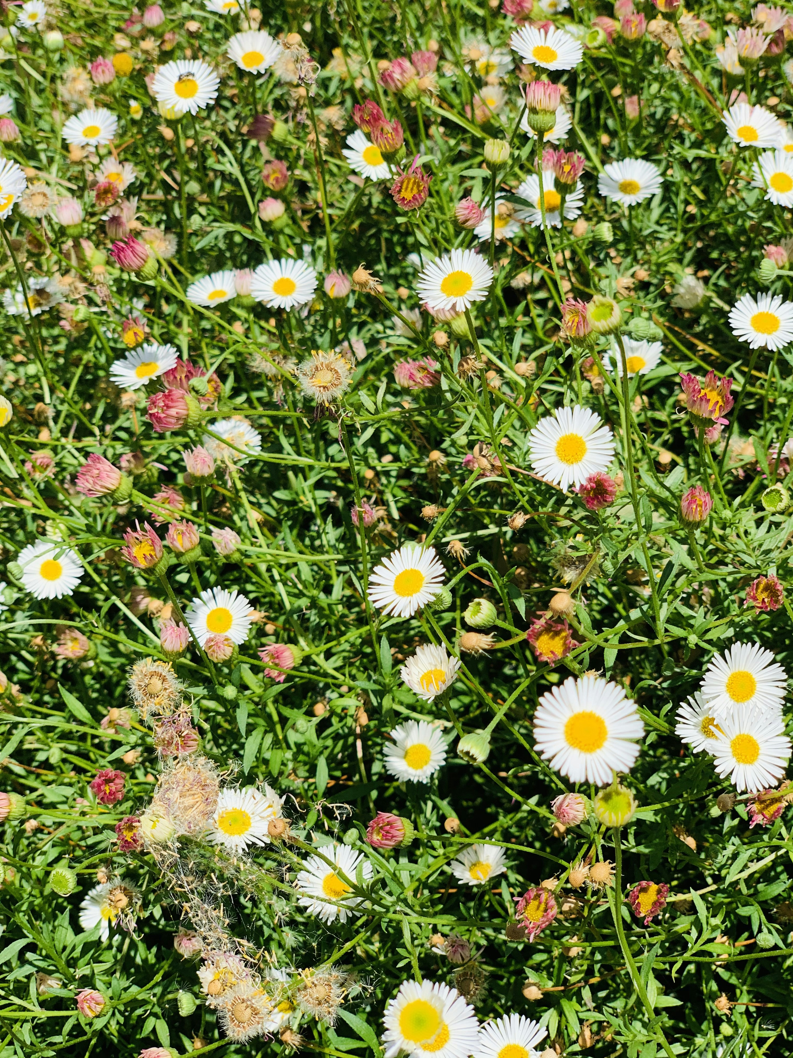 Vibrant wildflowers, featuring white daisies and pink buds, create a lush tapestry across the green landscape.