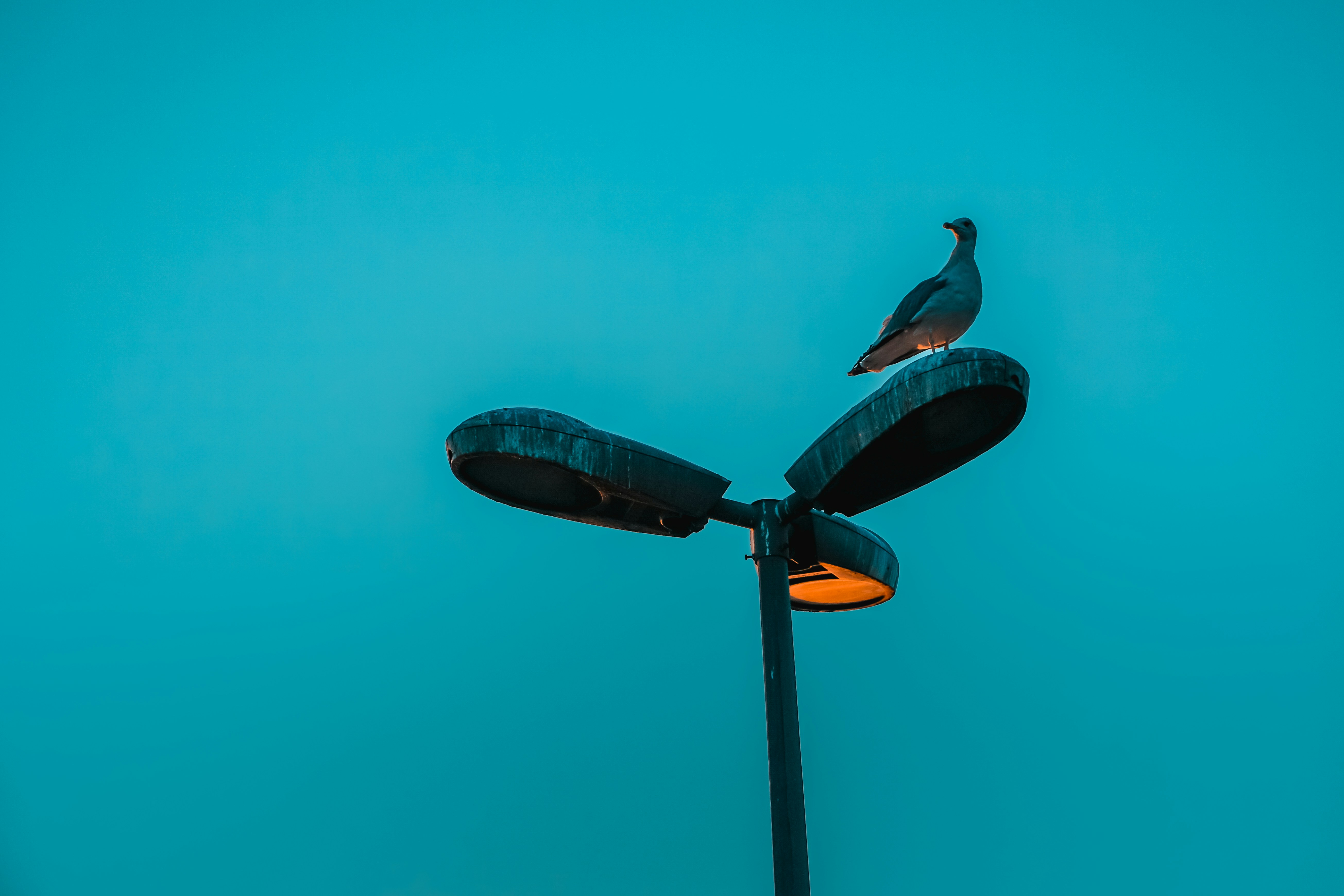 Seagull