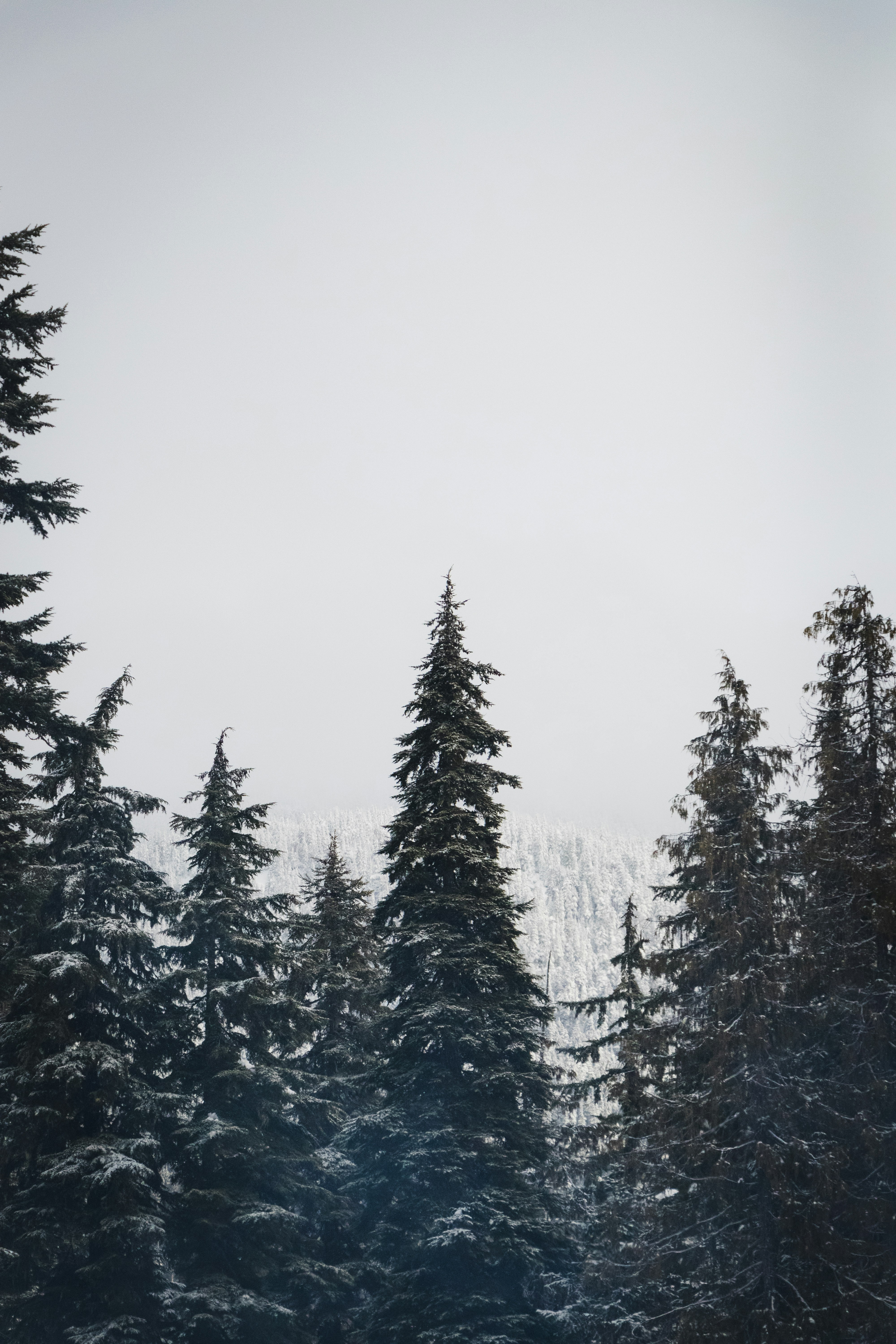 green pine trees covered with snow photo – Free Grey Image on Unsplash