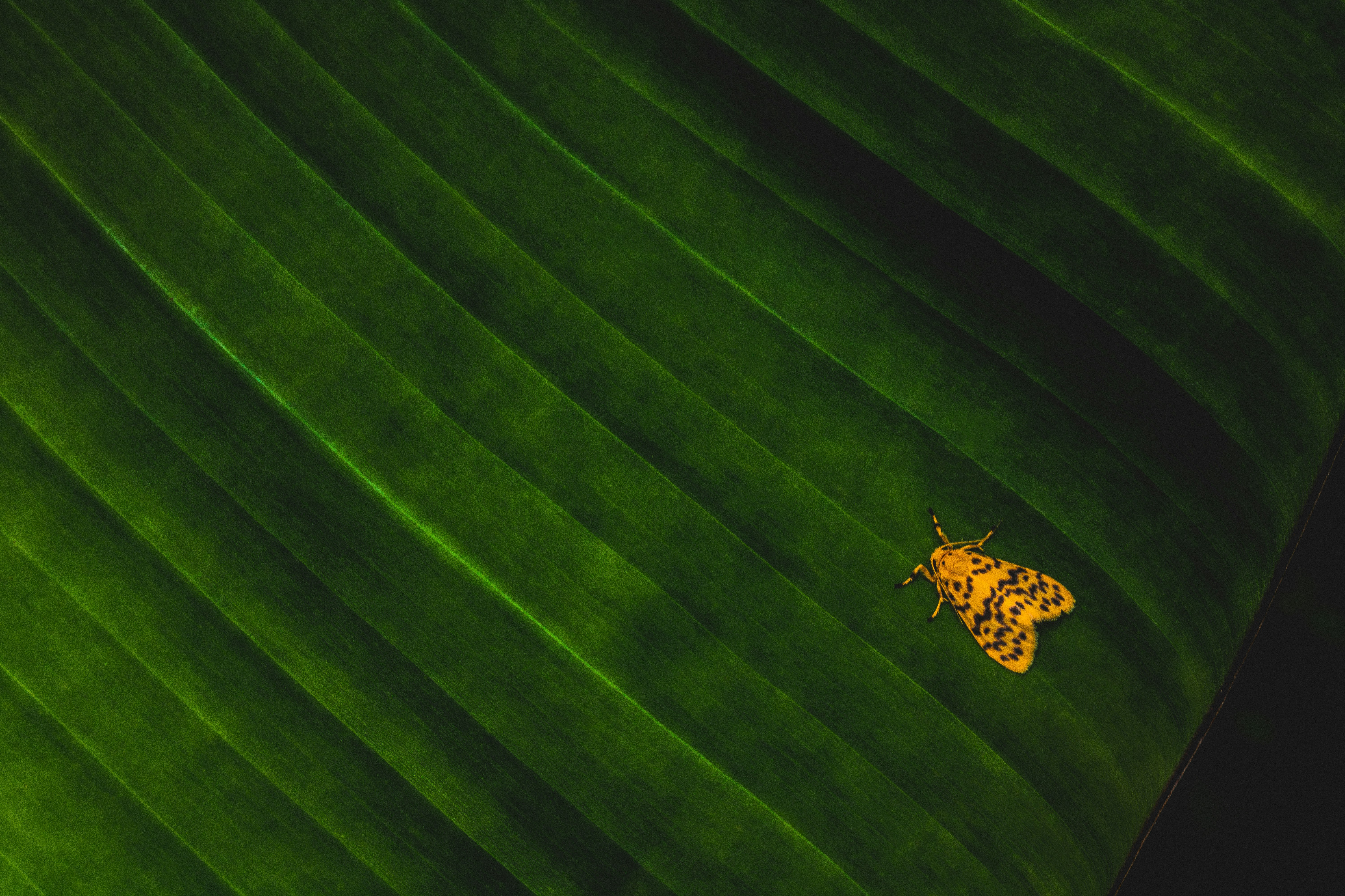 Emerald Leaf Trail with a Spotted Visitor