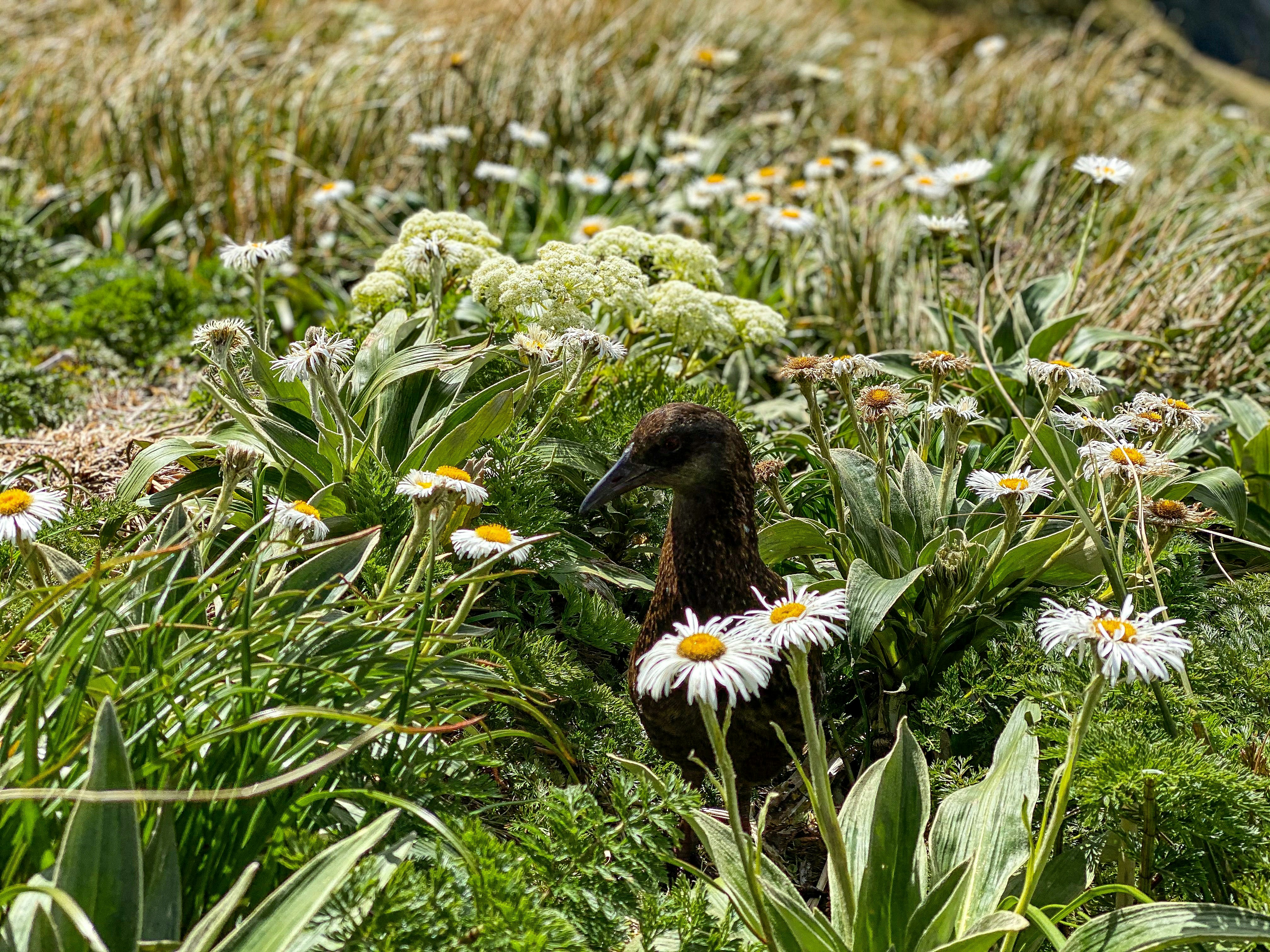 Dusky Waterfowl in a Daisy Meadow