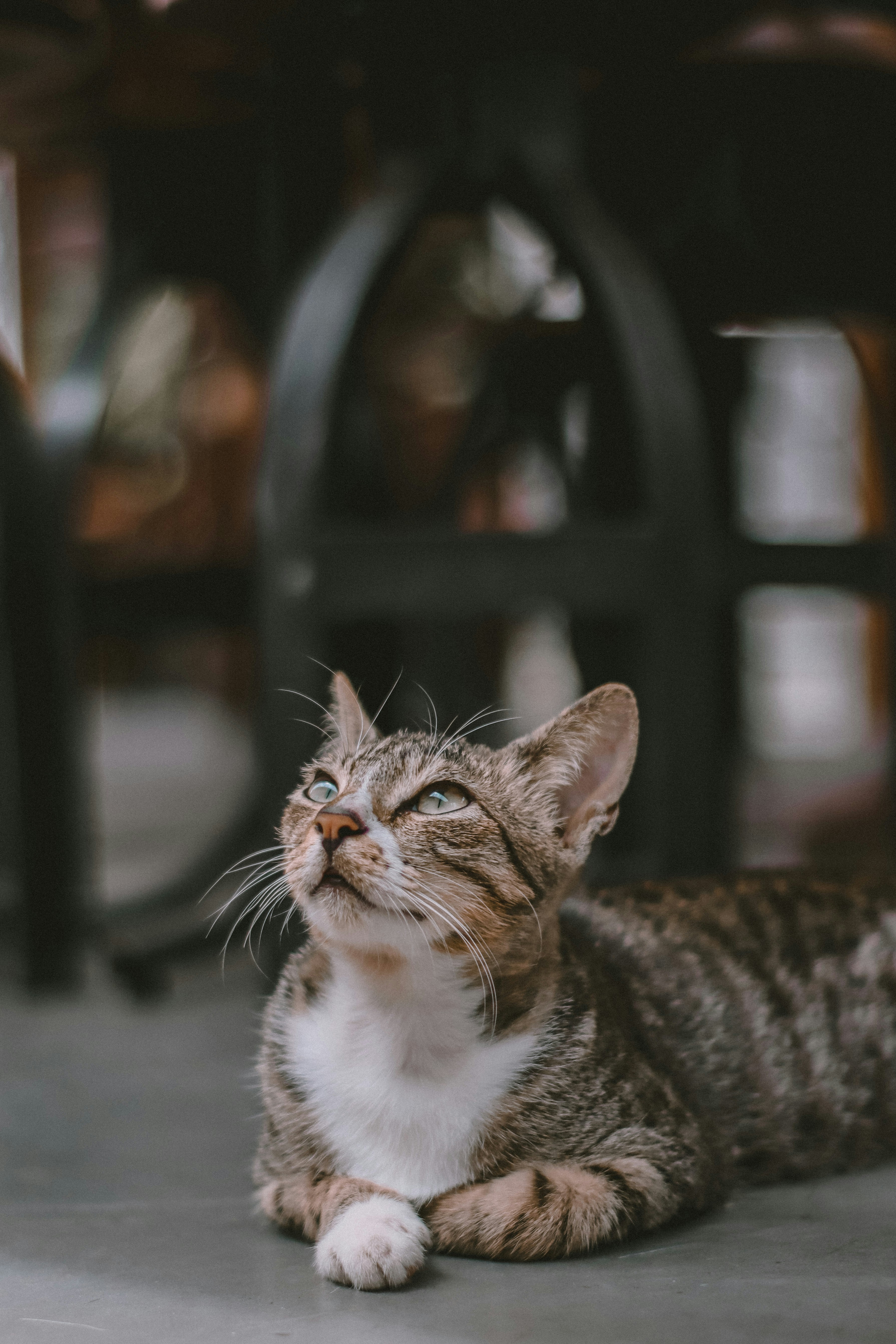 Soft-Eyed Tabby on a Sun-Warmed Floor: A Calm Indoor Moment