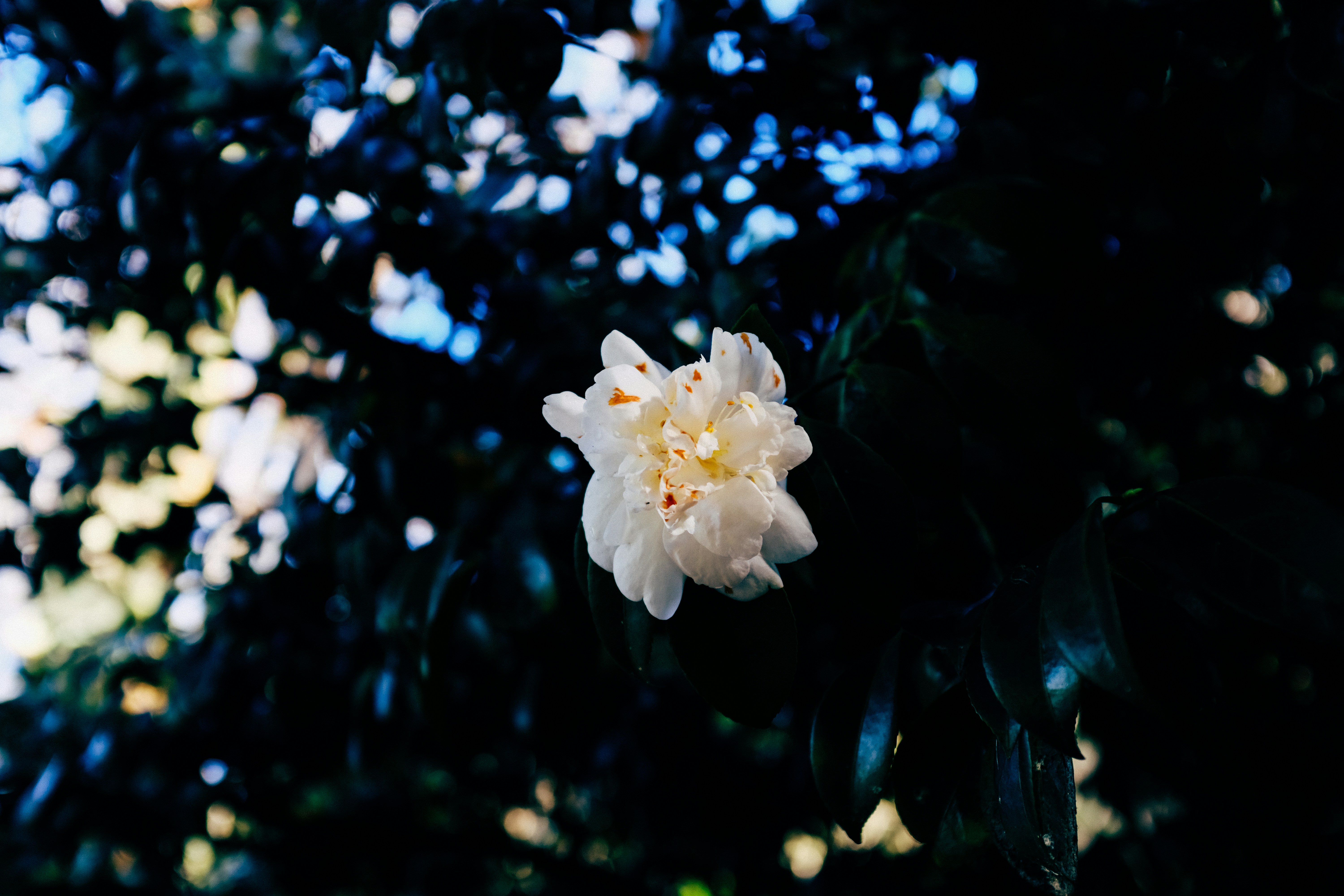 A solitary white flower emerges against a backdrop of dark foliage, highlighting its delicate petals and subtle details.