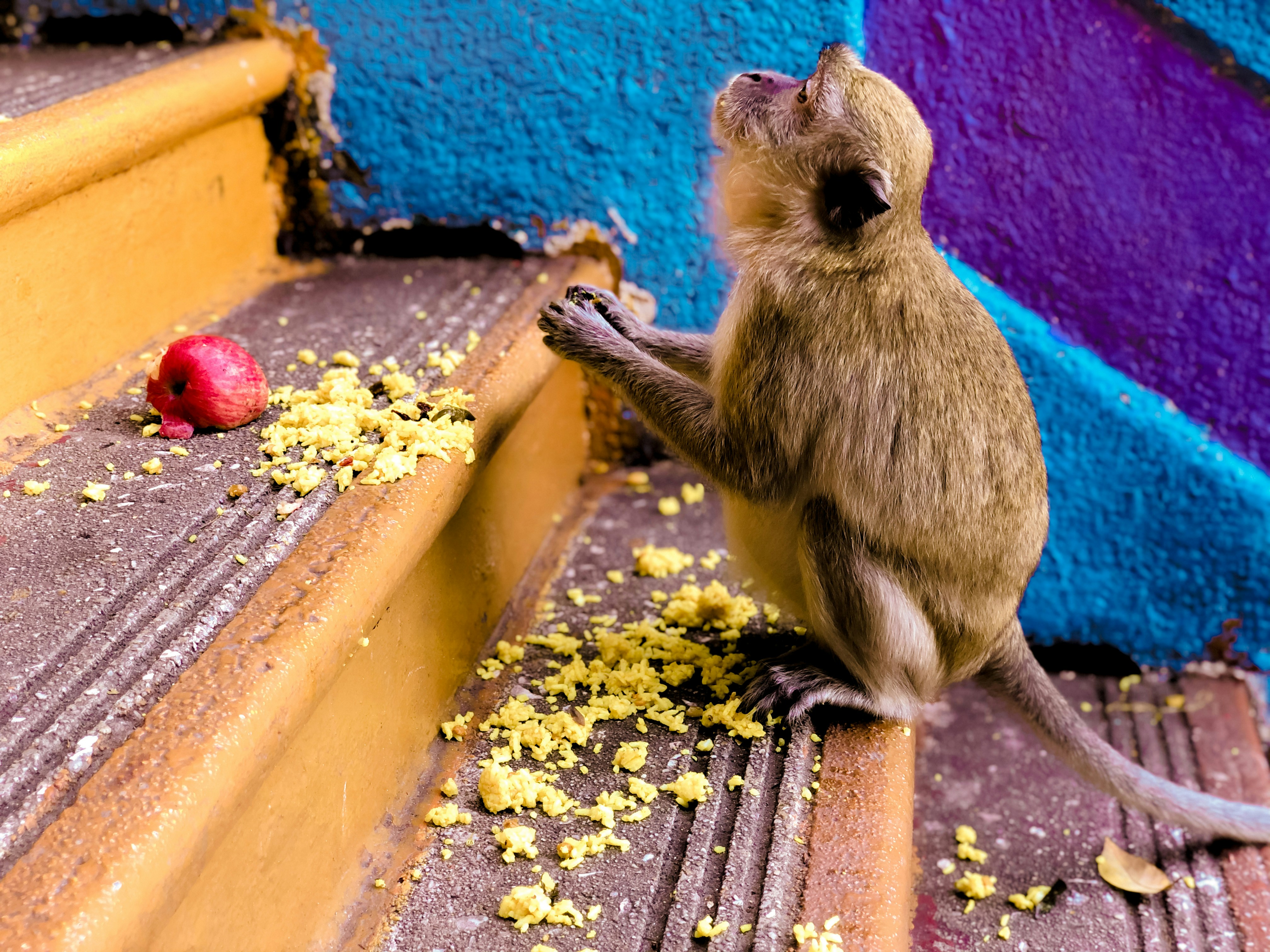 Crumb Scout on Neon Stairs: A Curious Monkey Among Color