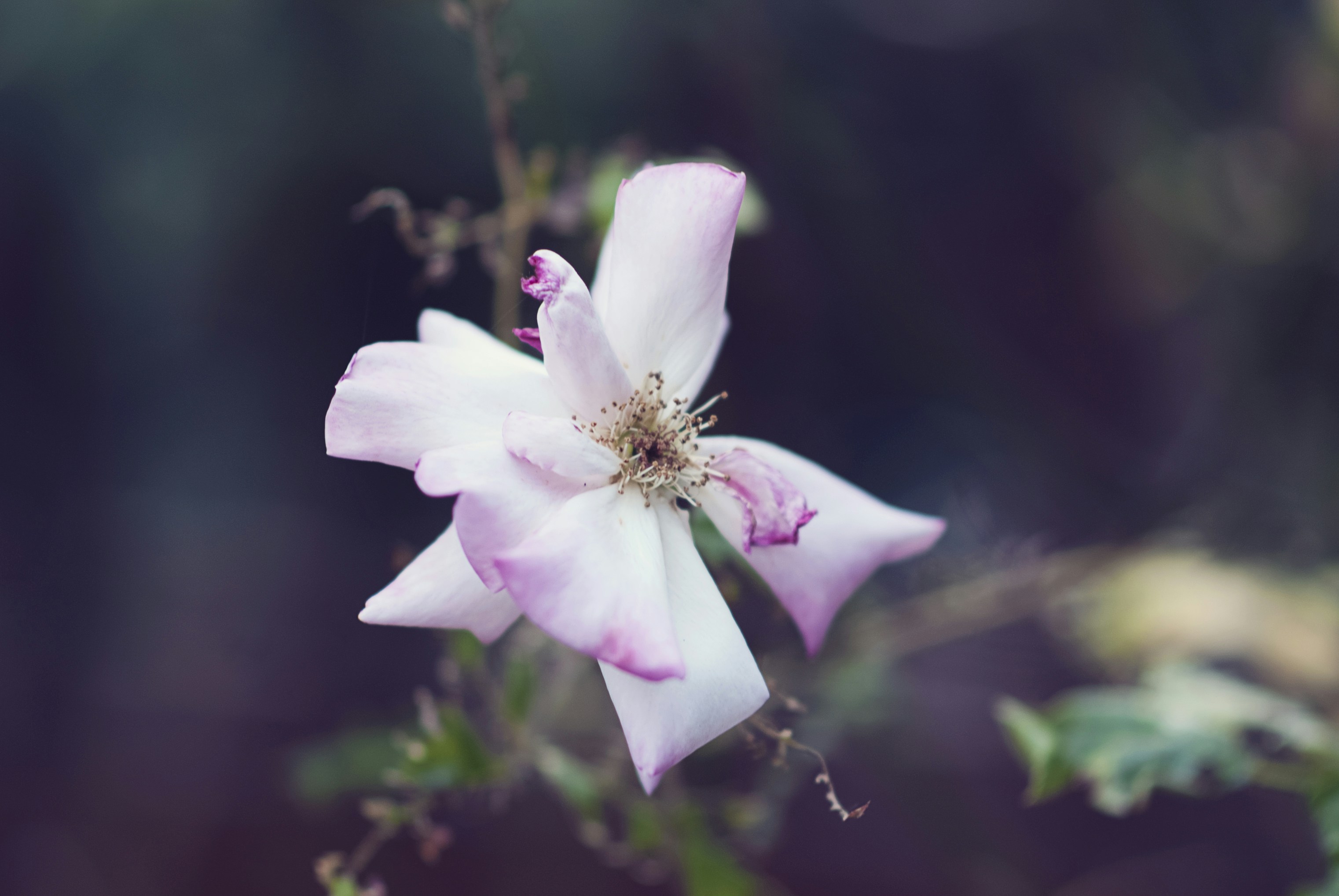 Pink flower with delicate petals in a dreamy, blurred background.