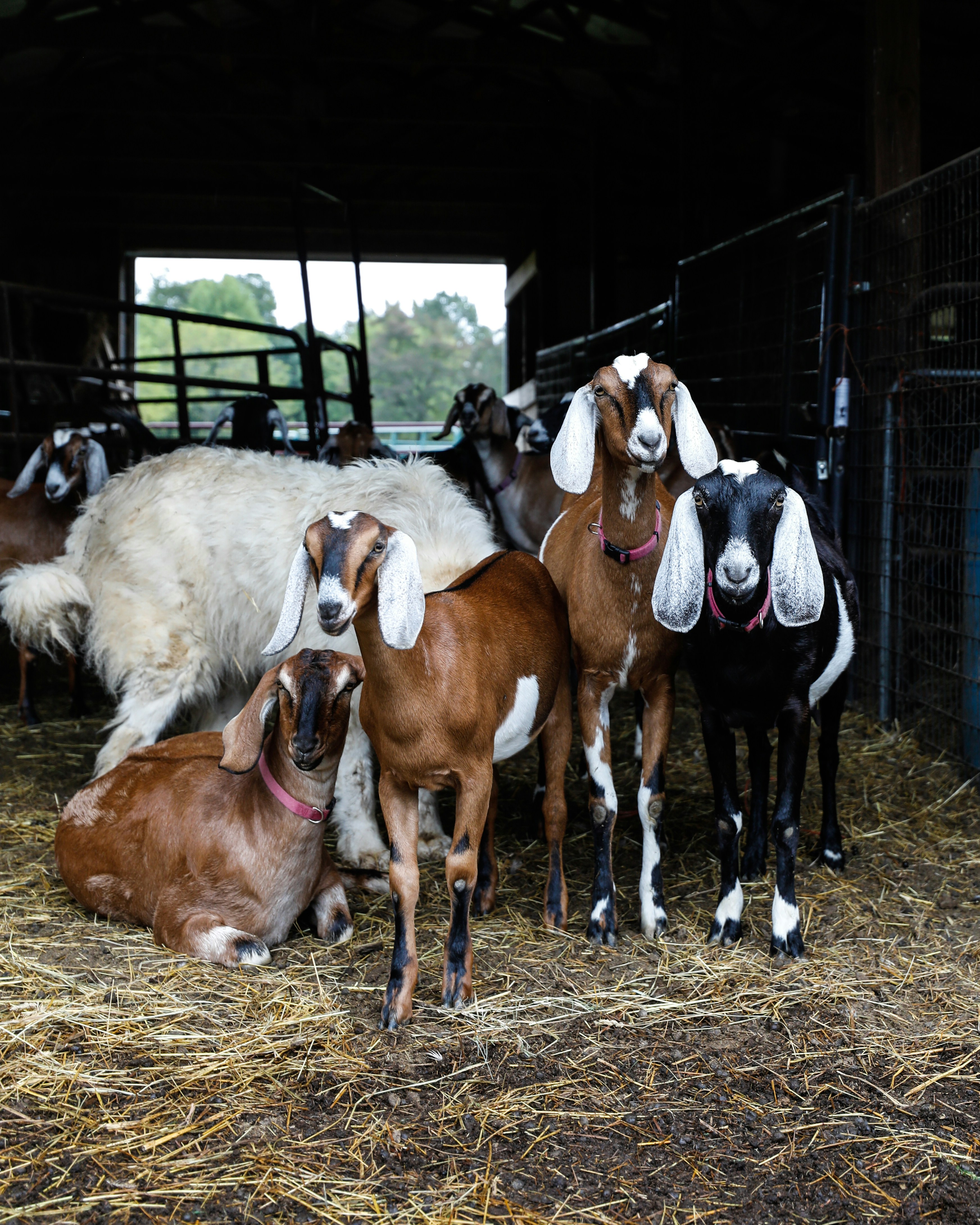Herd at Rest in a Dim Barn: White-Furred Sheep and Brown-Goat Assembly