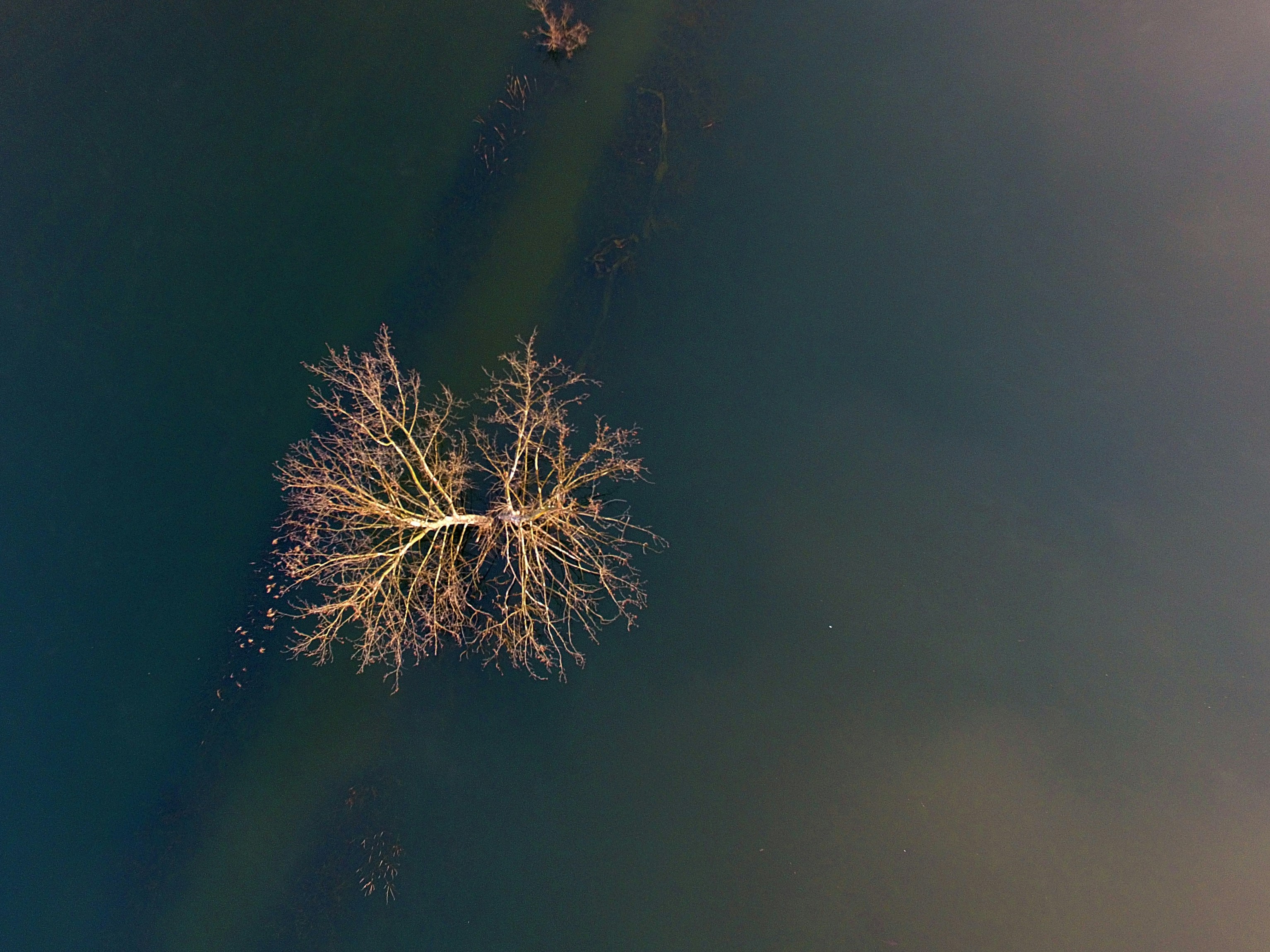  Lone Tree Island Drifting in Quiet Tides 