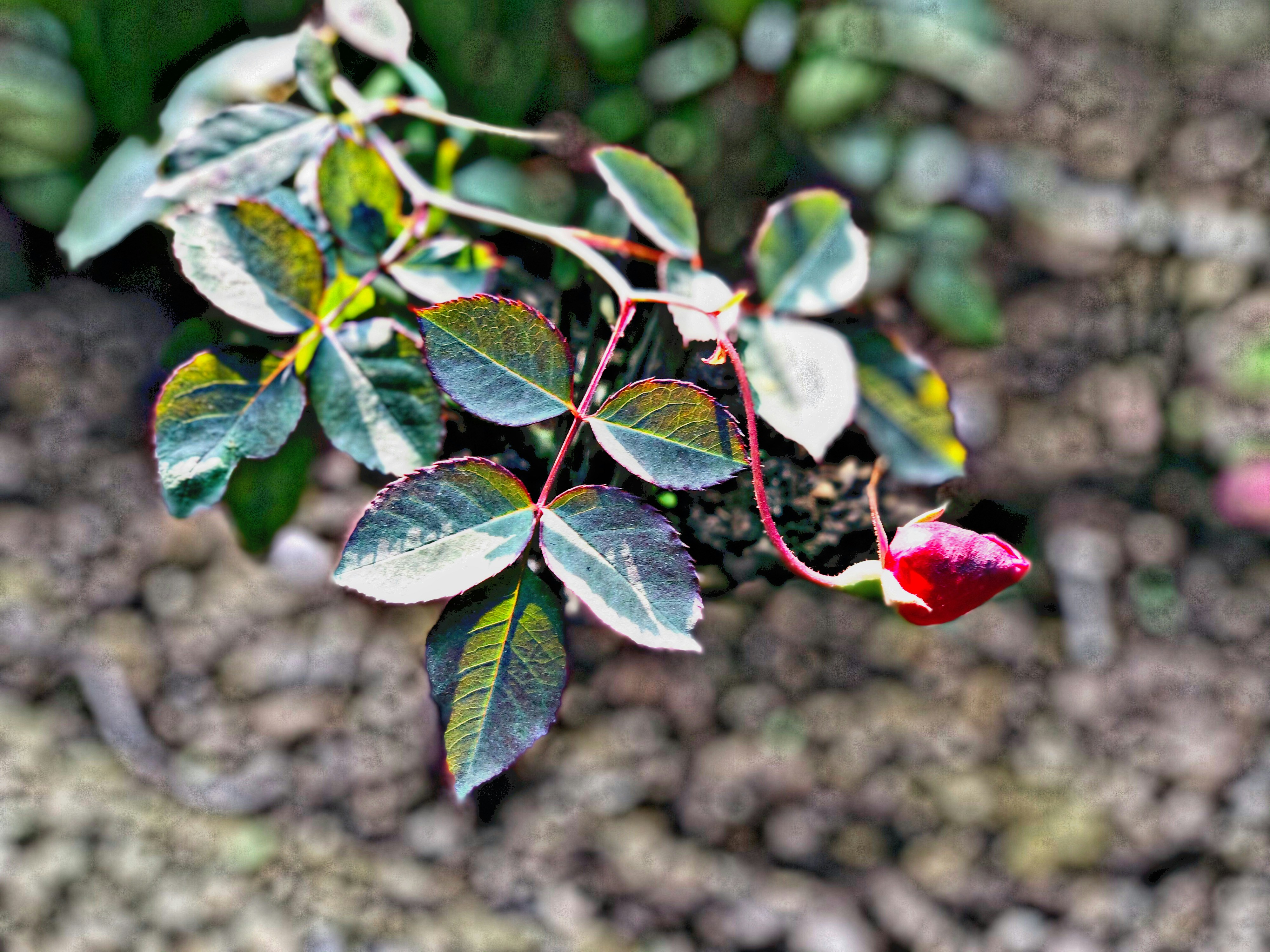red rose buds in tilt shift lens