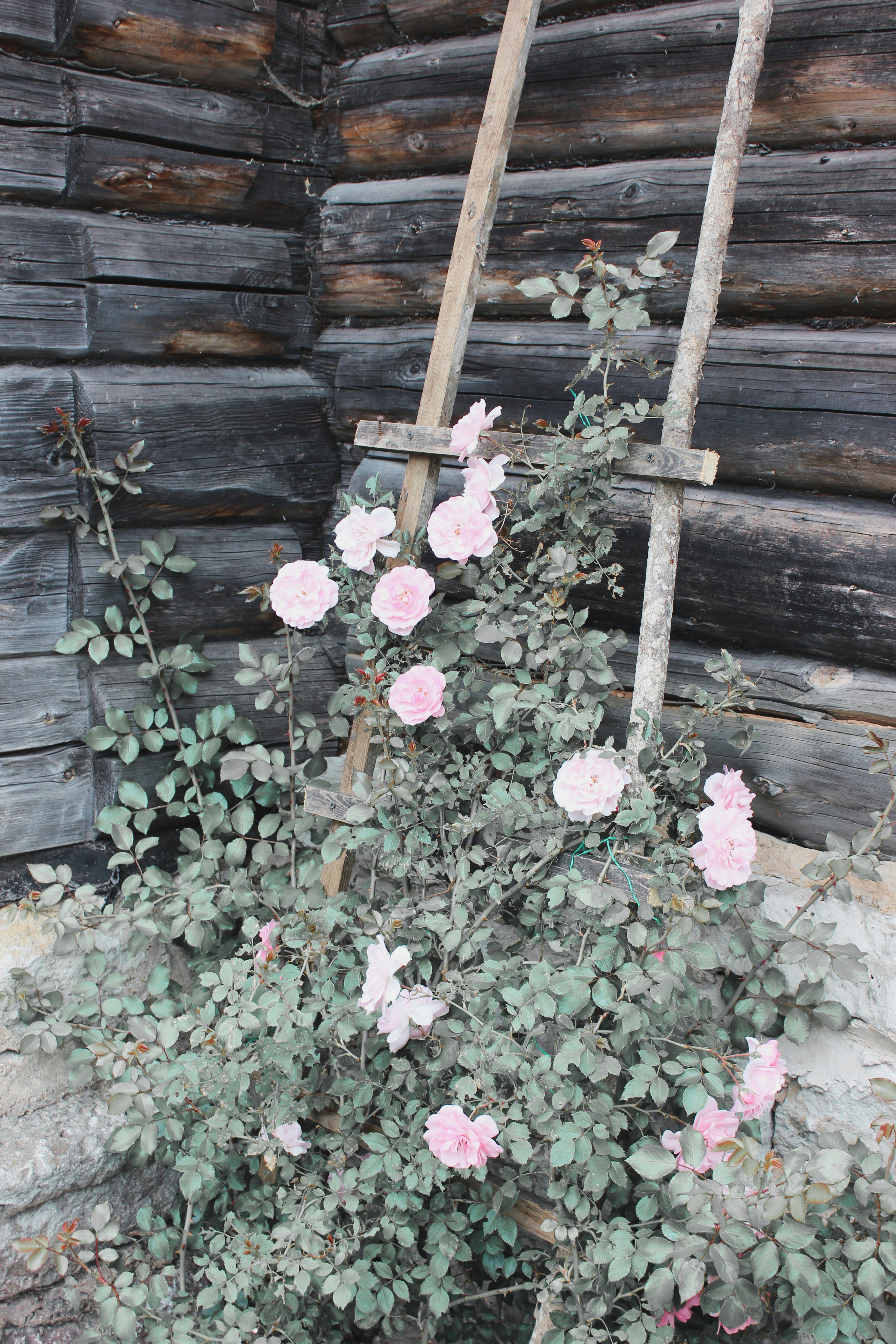 Rose on a wooden staircase | Роза на деревянной лестнице, Старая Ладога