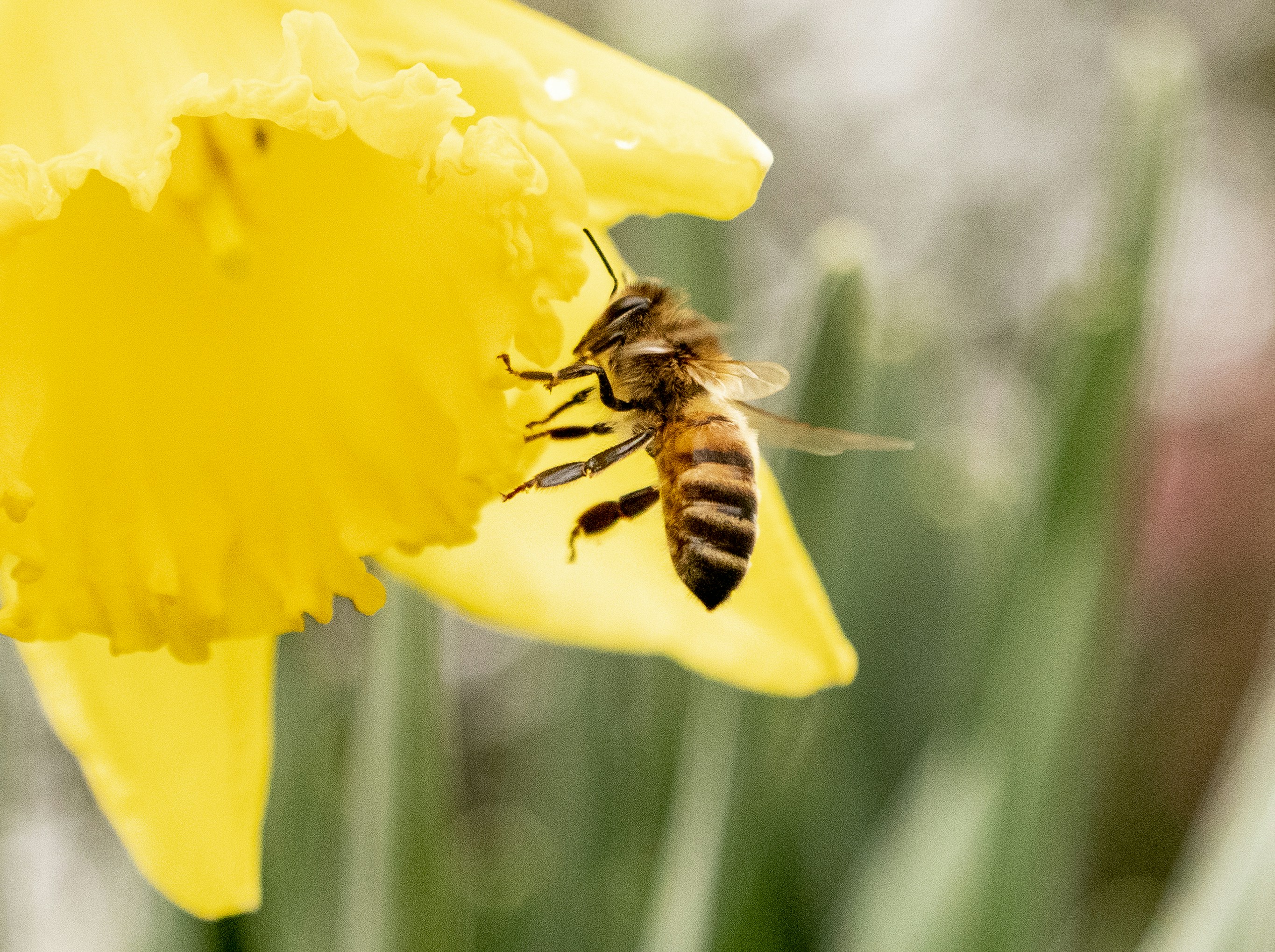 Buzz at the Edge of a Daffodil: A Macro Moment