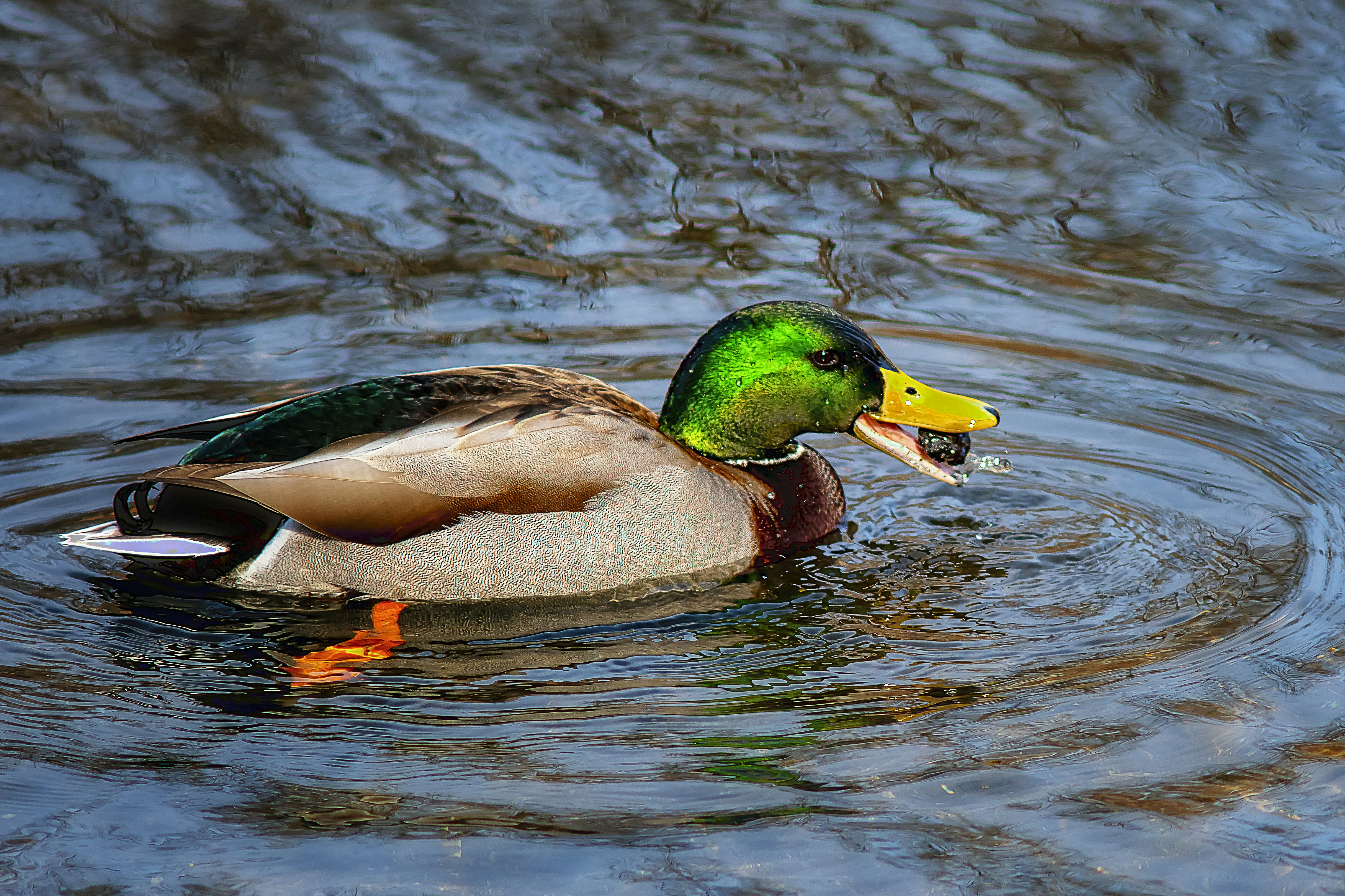 Emerald Crown on a Quiet Ripple: Mallard Glide