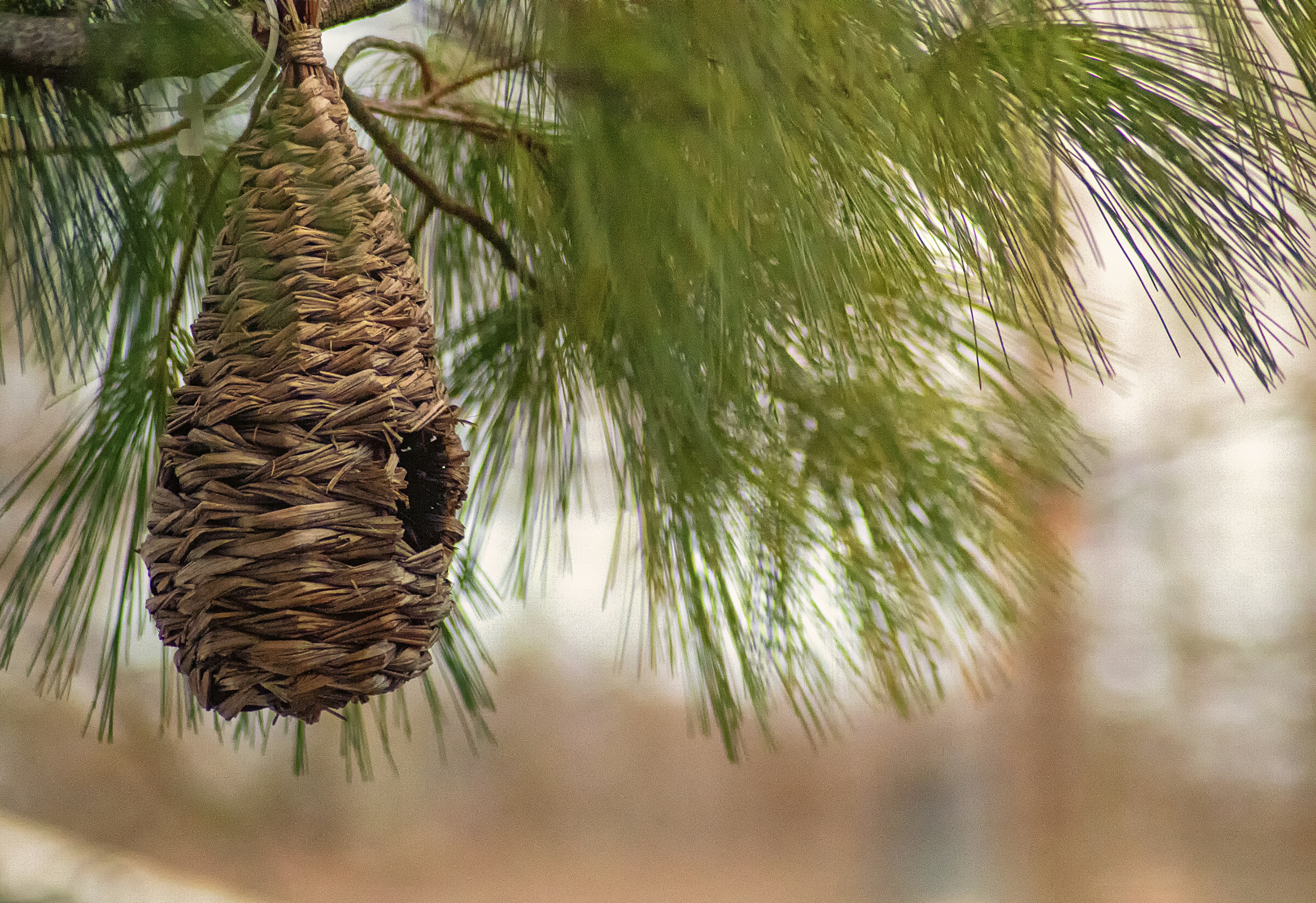 Winter Pendant: A Pine Cone Dangling Through Needle Threads