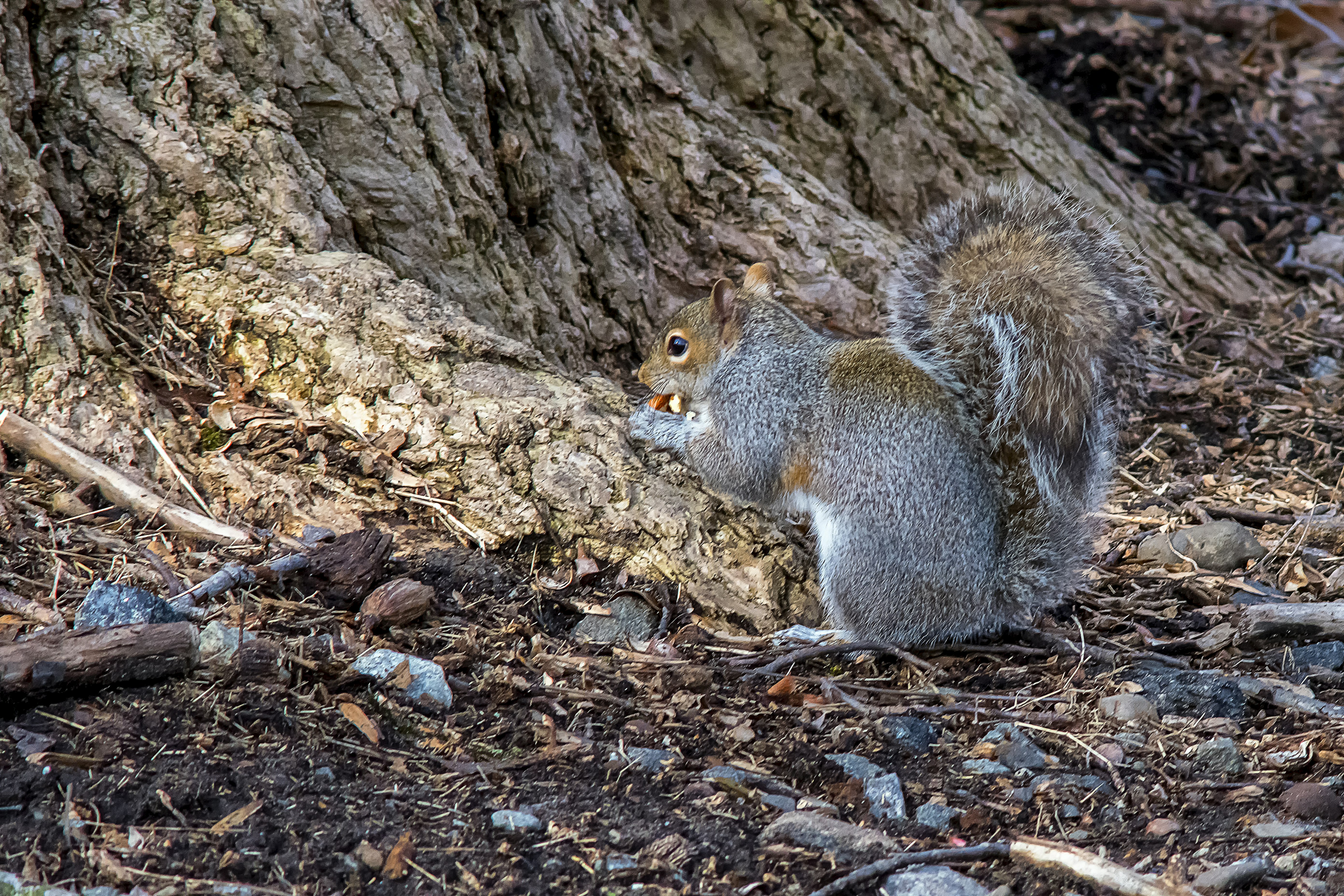 Squirrel nibbling on a nut near the base of a tree, showcasing its bushy tail and textured fur against the earthy backdrop.