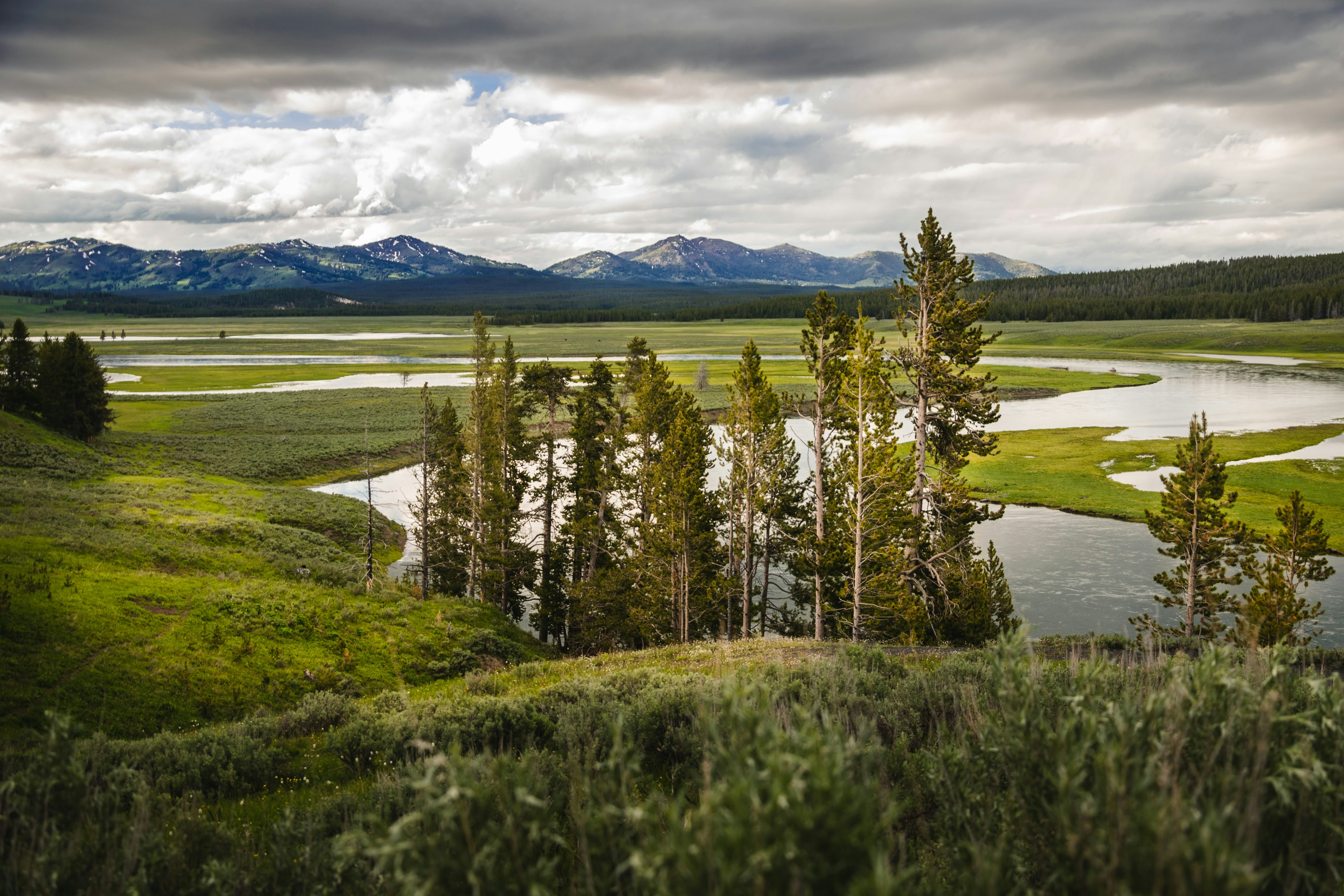 Pines at the Bend: Valley Meander Under Storm-Drawn Skies