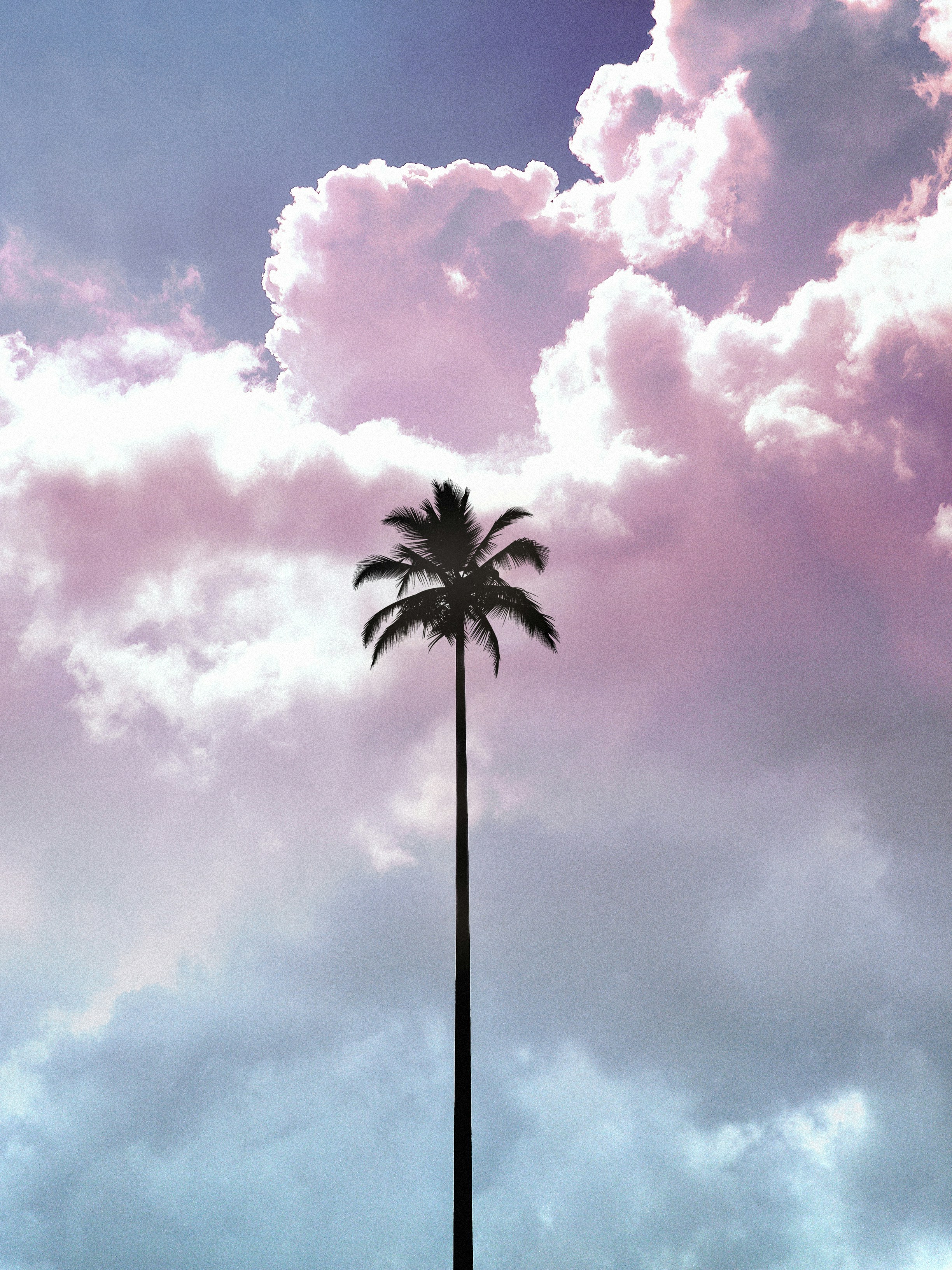 Pastel Palm Sentinel: A Lone Silhouette Against Dreamy Clouds