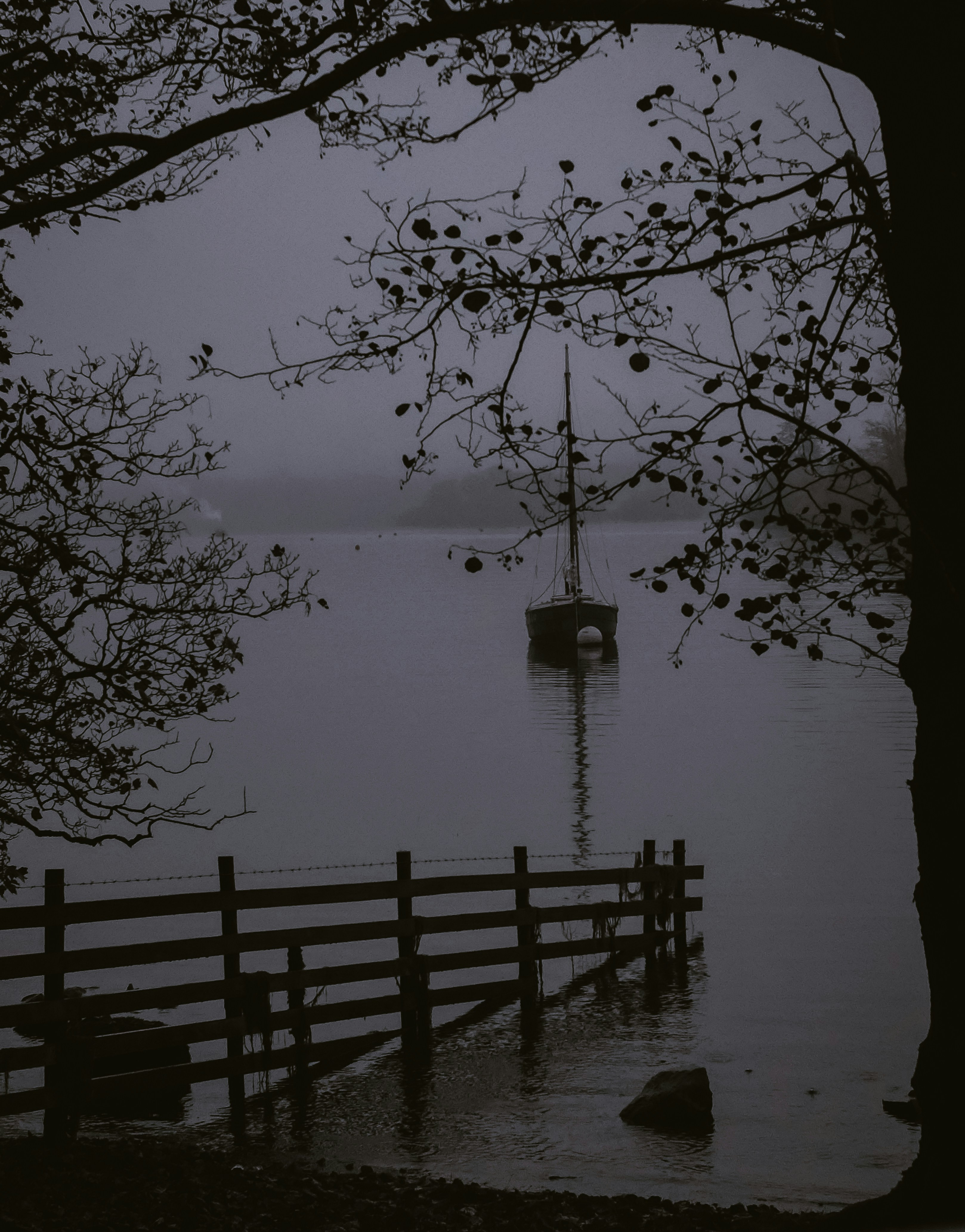 Fogbound Sailboat Framed by Shadowed Branches