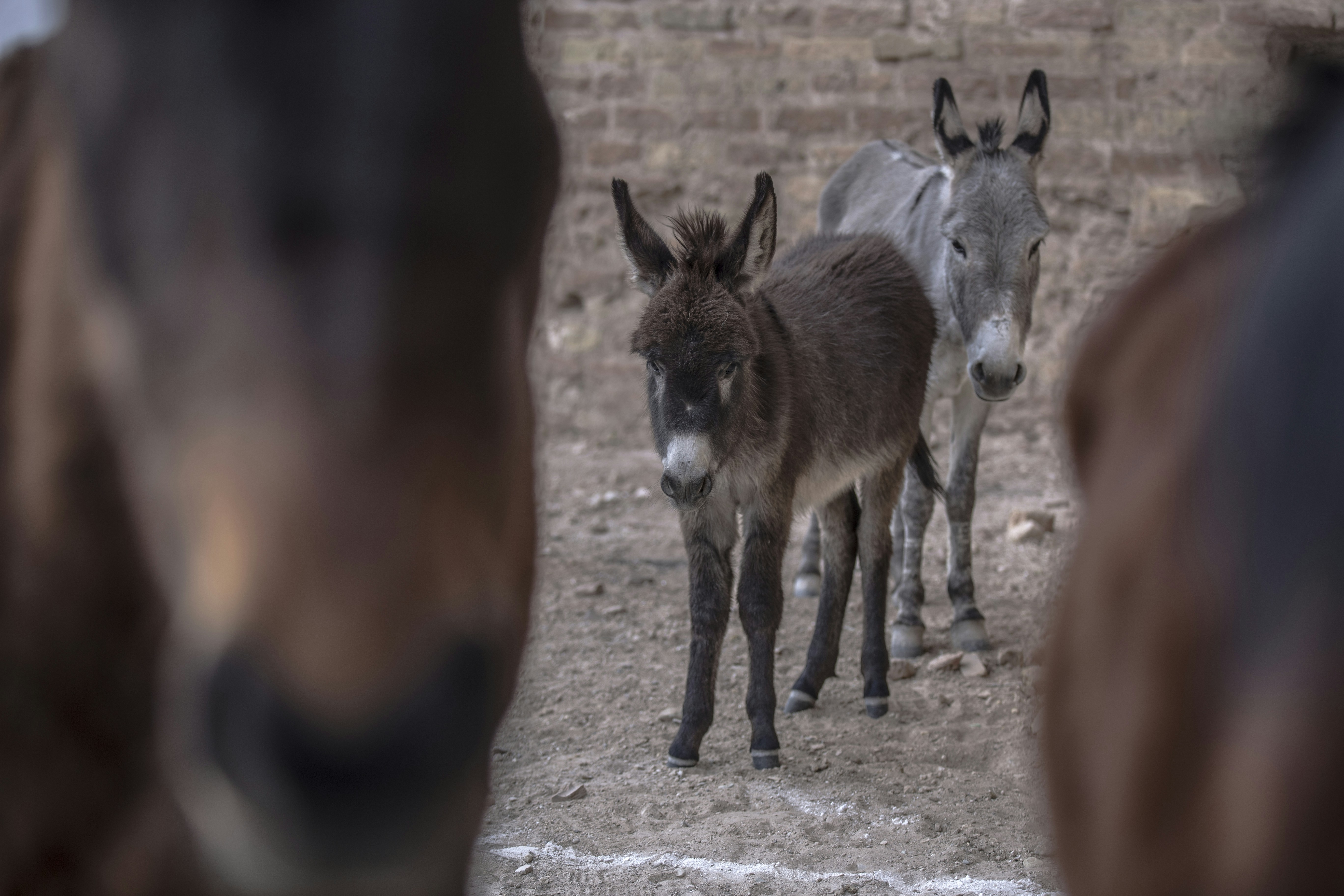 Desert Companions: An Equine Gathering