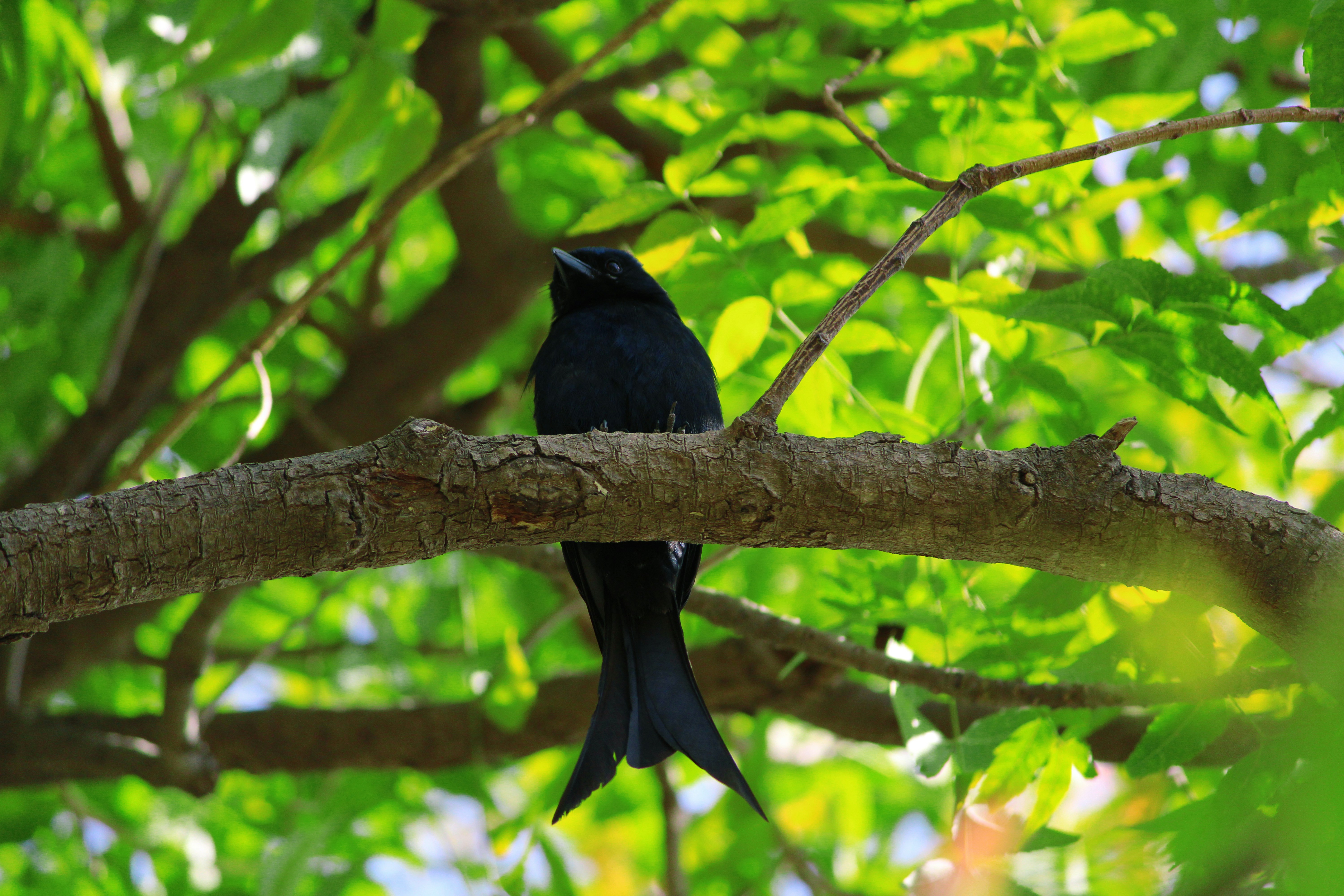 A sleek black bird perched on a branch, surrounded by vibrant green leaves, embodying the essence of nature's tranquility.