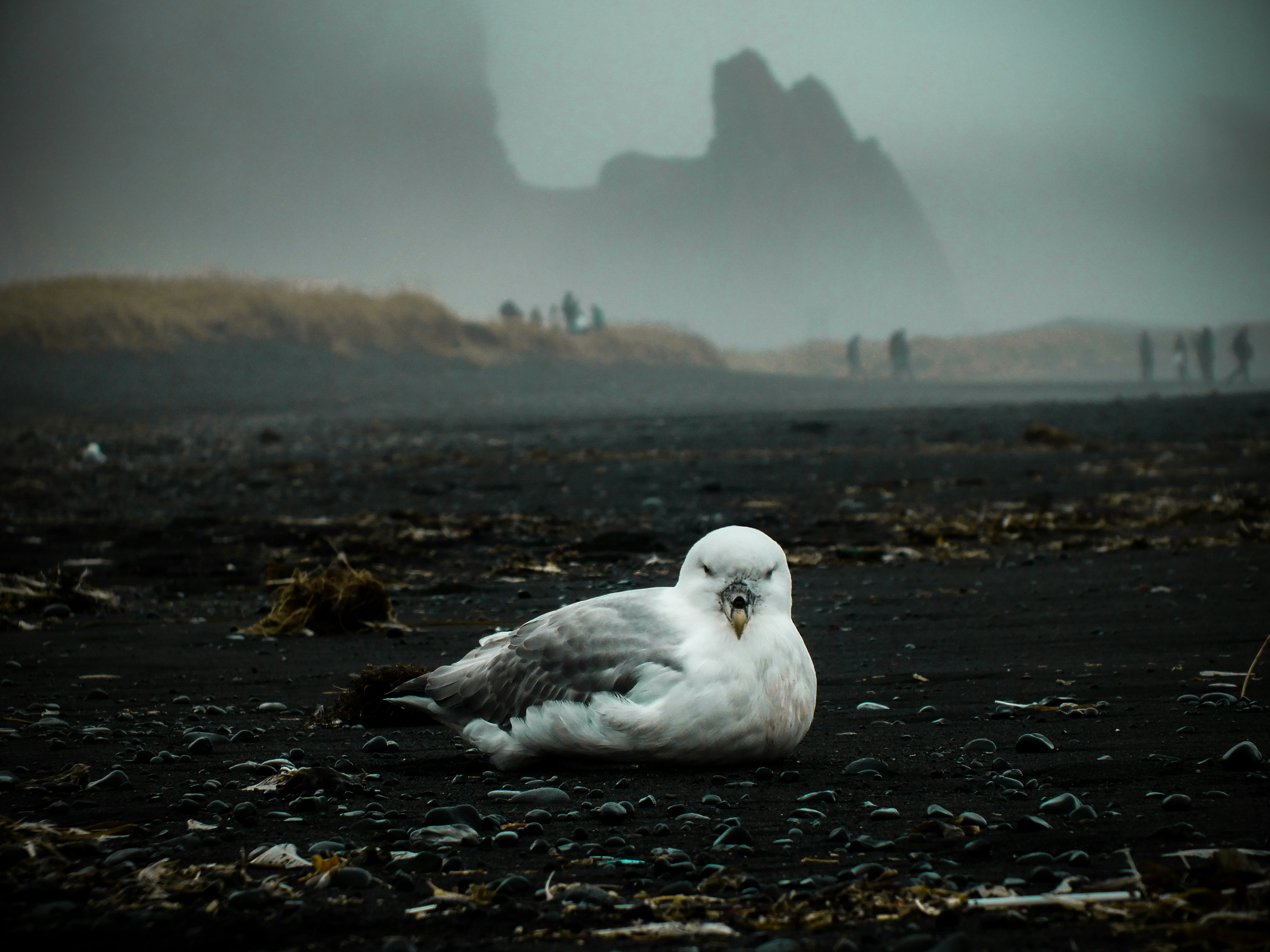 Seabird Resting on Charcoal Shore Under Misty Cliffs