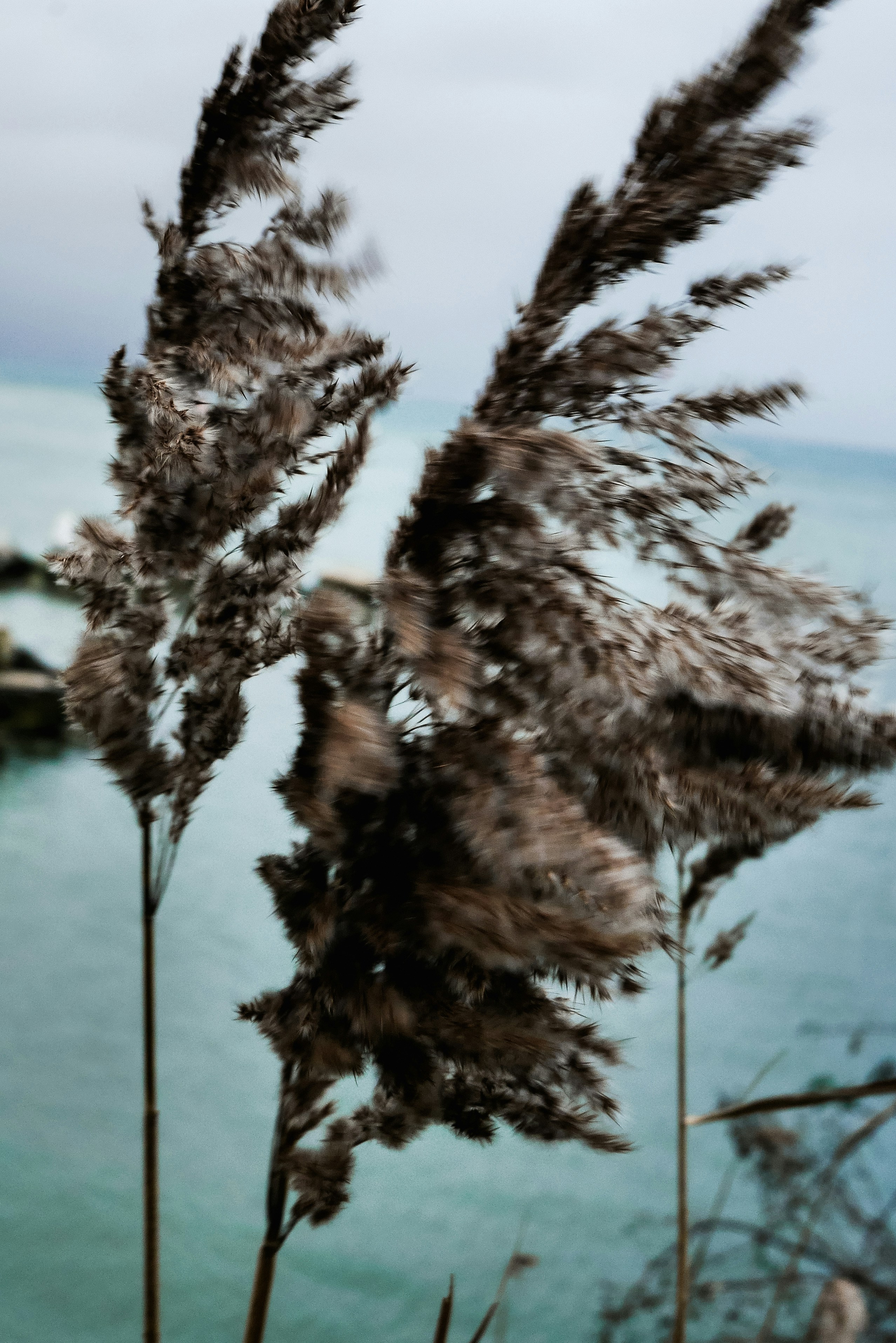 Tall grasses swaying gently in the wind, set against a serene turquoise sea under a moody sky.