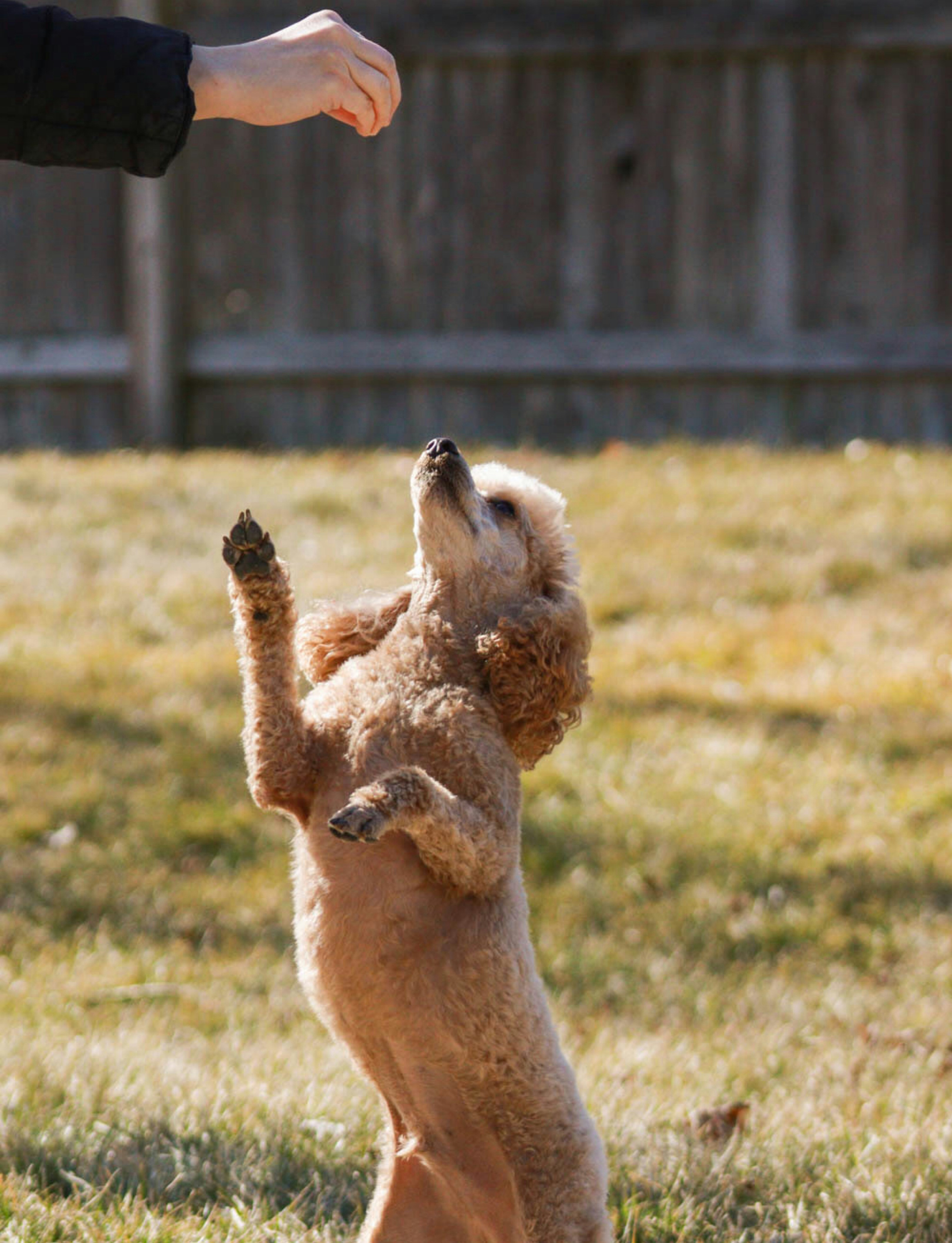 Dog Tricks Pictures | Download Free Images on Unsplash