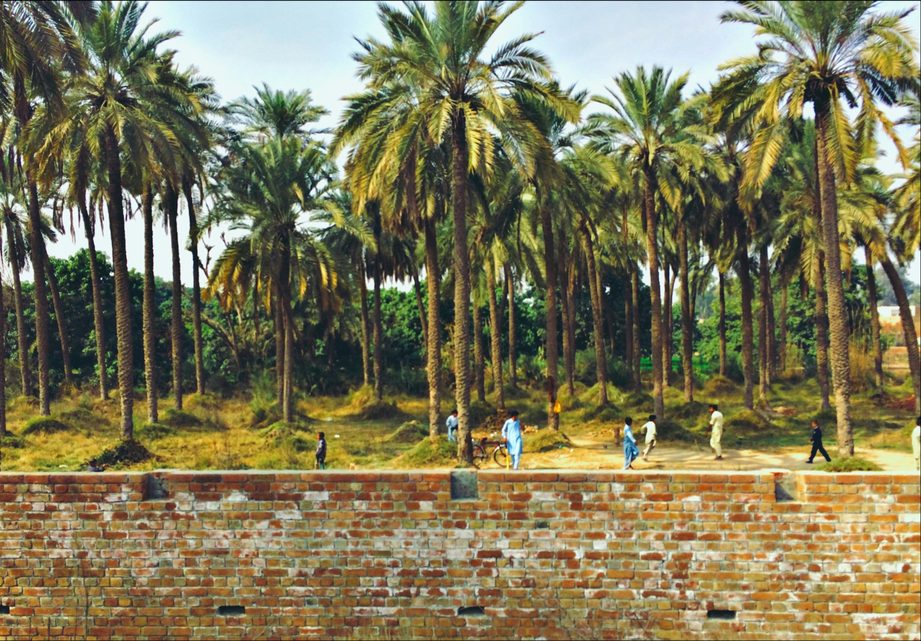 people walking on brown brick pathway between palm trees during daytime