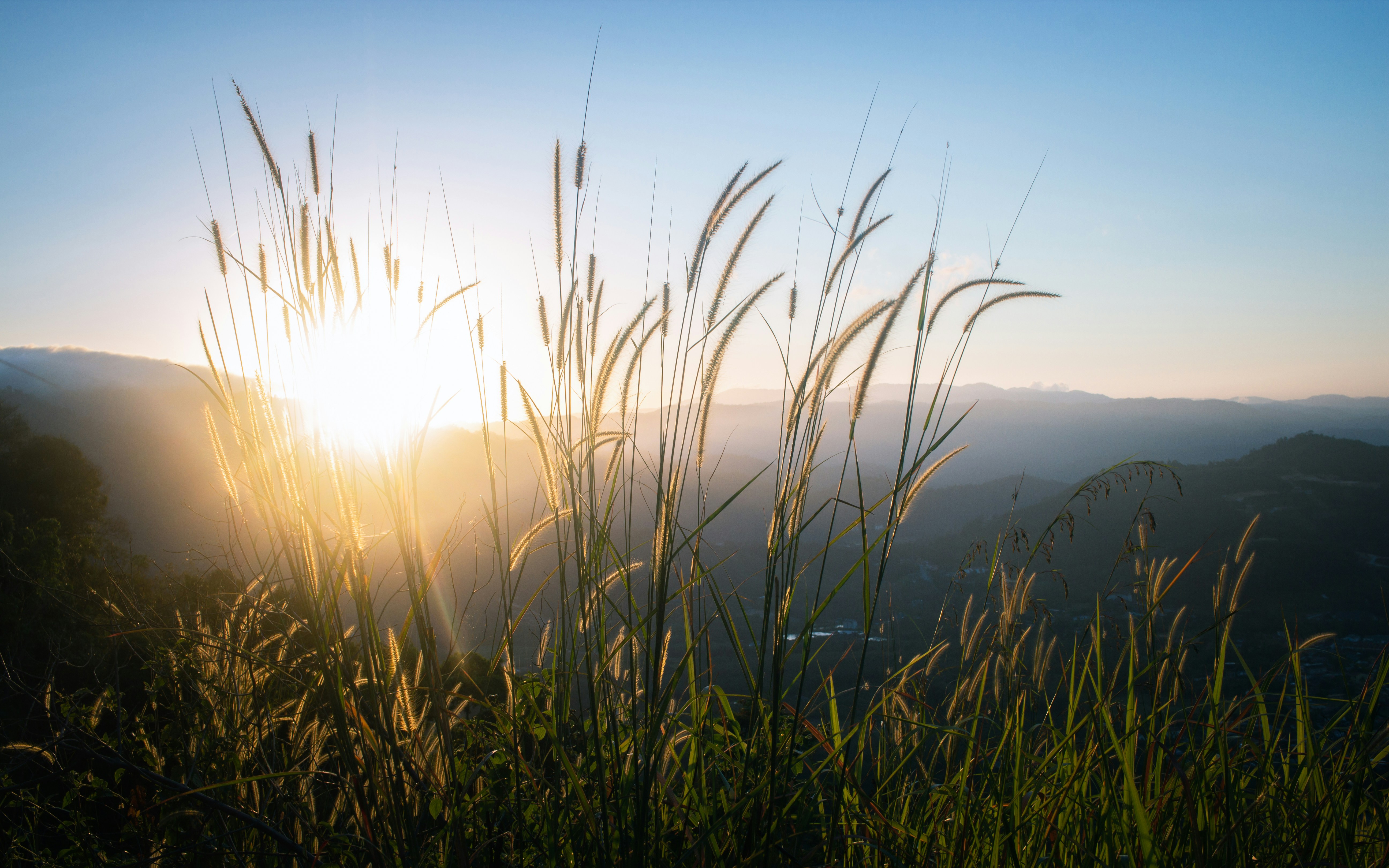 Sunrise casting warm light through tall grasses on a hillside, with distant hills in the background.