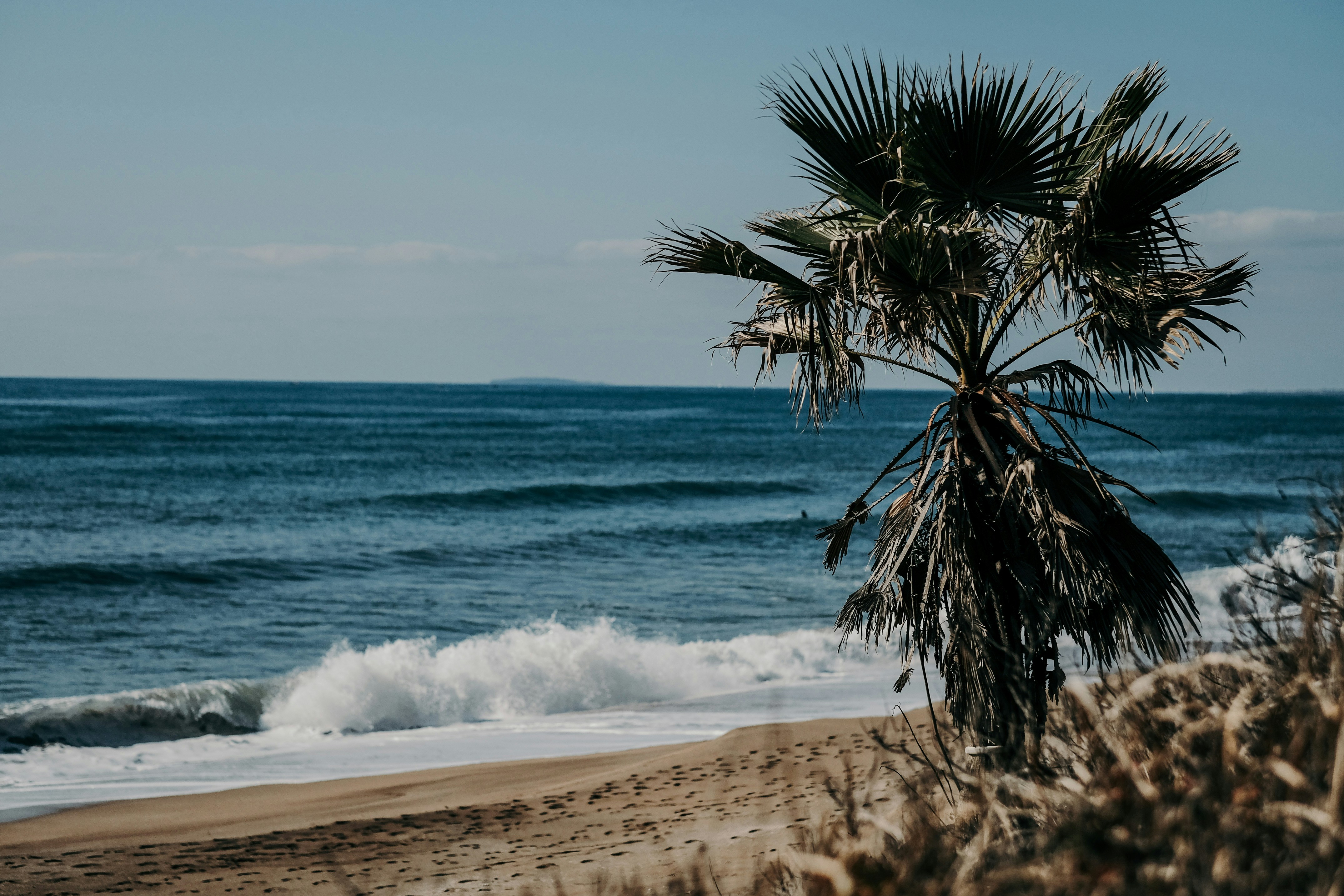 Green palm tree near sea during daytime photo – Free South korea Image ...
