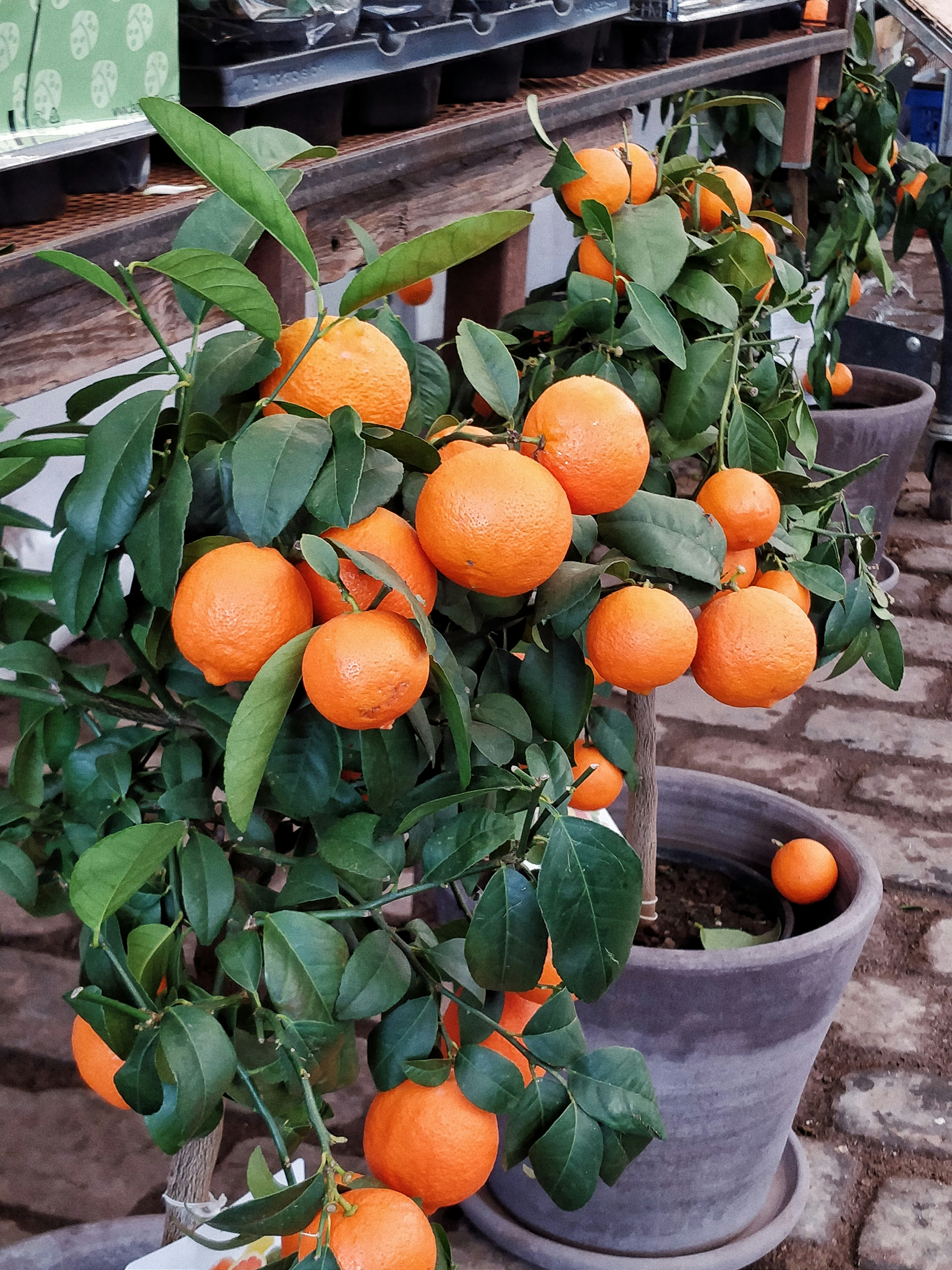 orange fruits on black plastic bucket