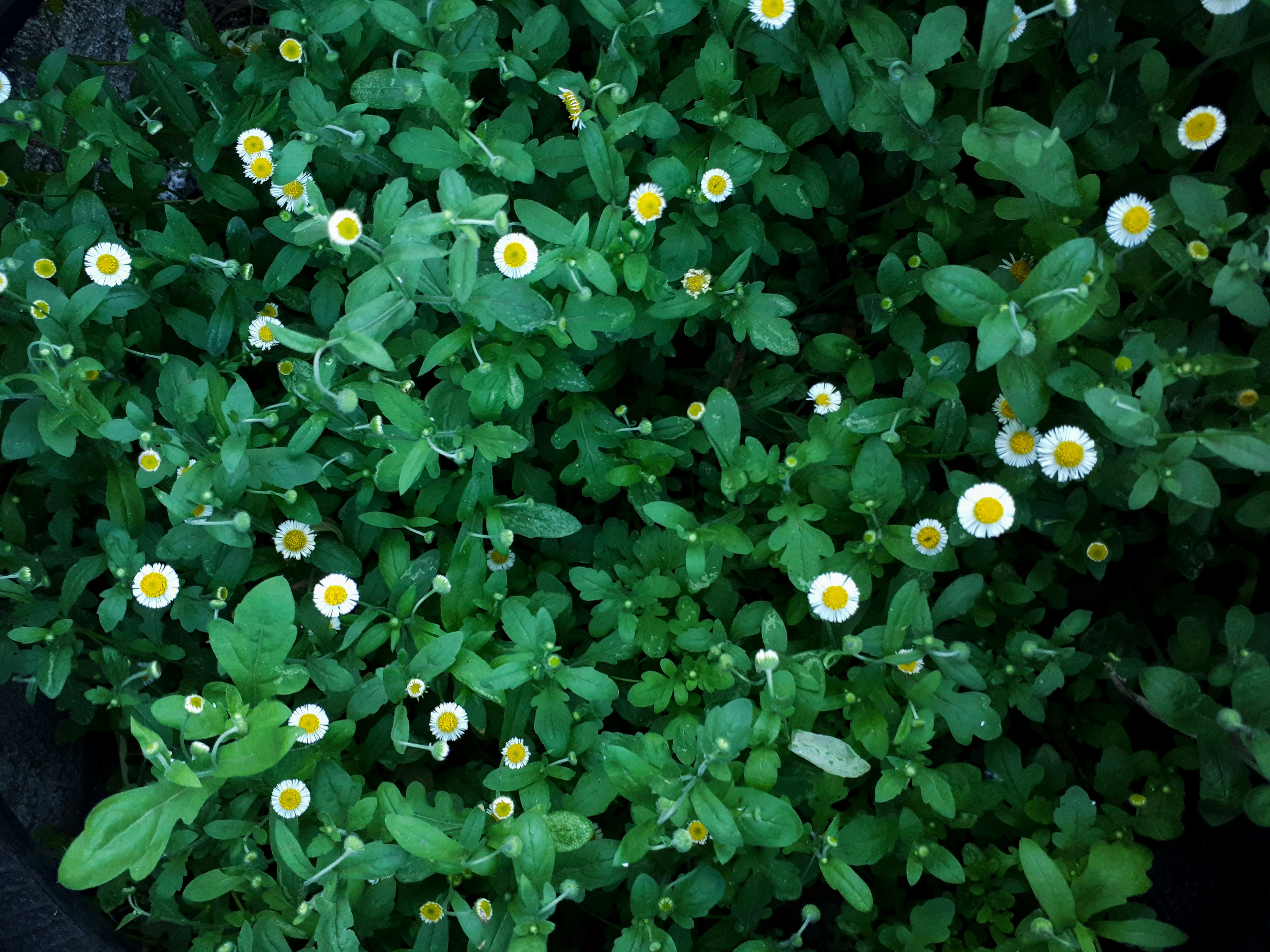 Delicate white and yellow flowers scattered among vibrant green foliage, creating a lush natural carpet.