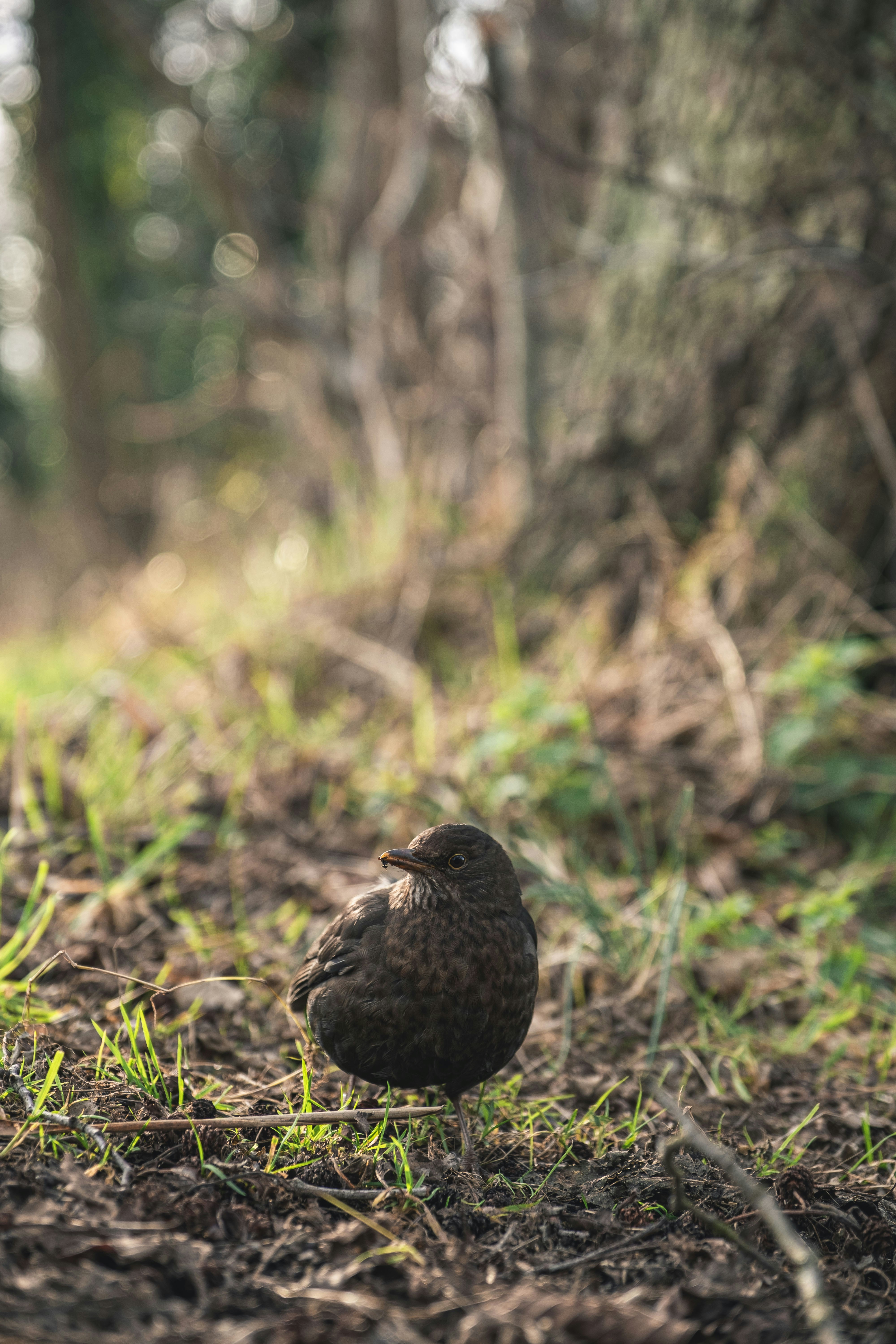 Low-Profile Ground Bird in Dappled Forest Light