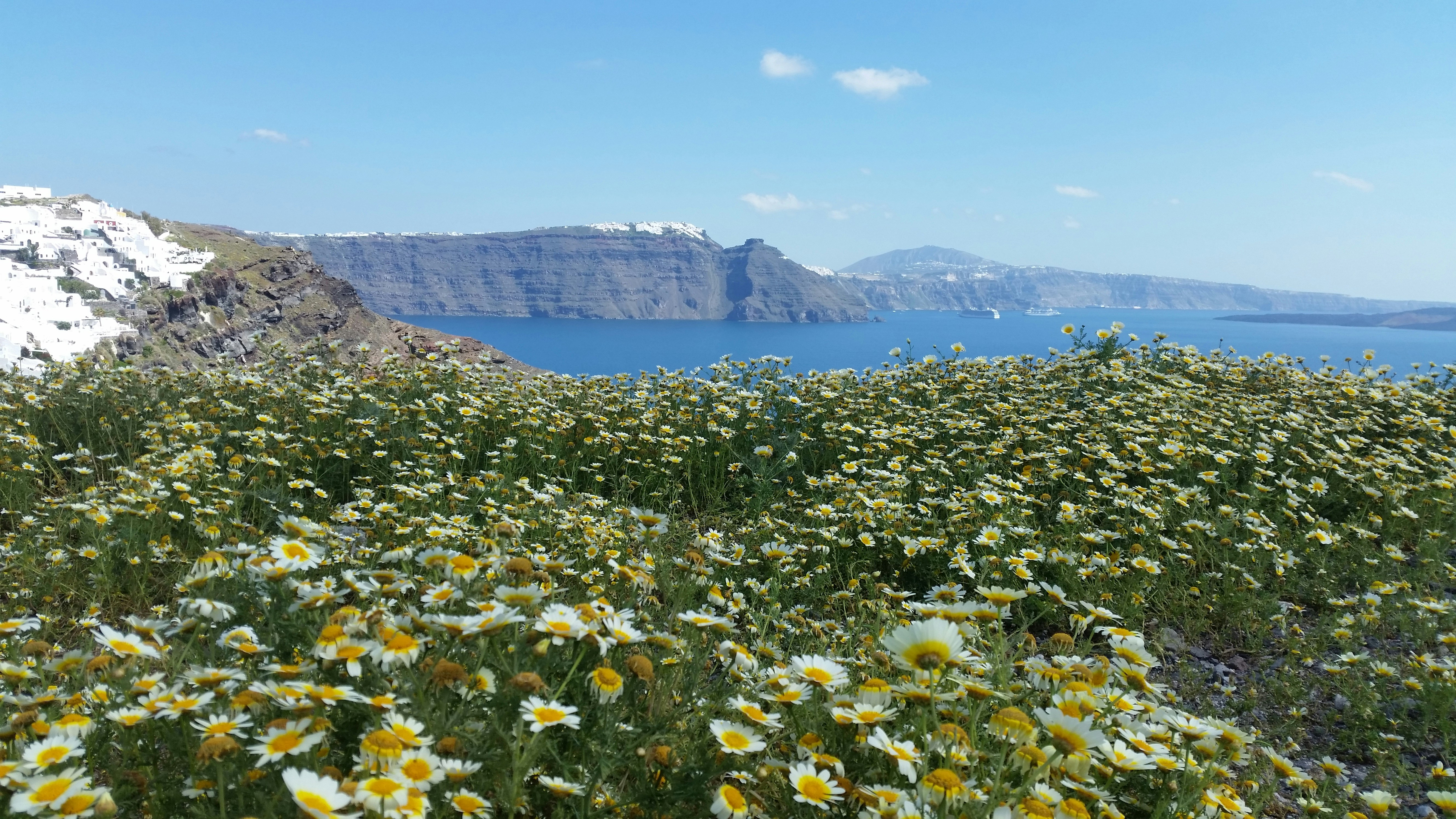 Vibrant field of daisies in foreground with the Aegean Sea and rocky cliffs in the background. Bright blue sky enhances the picturesque landscape.