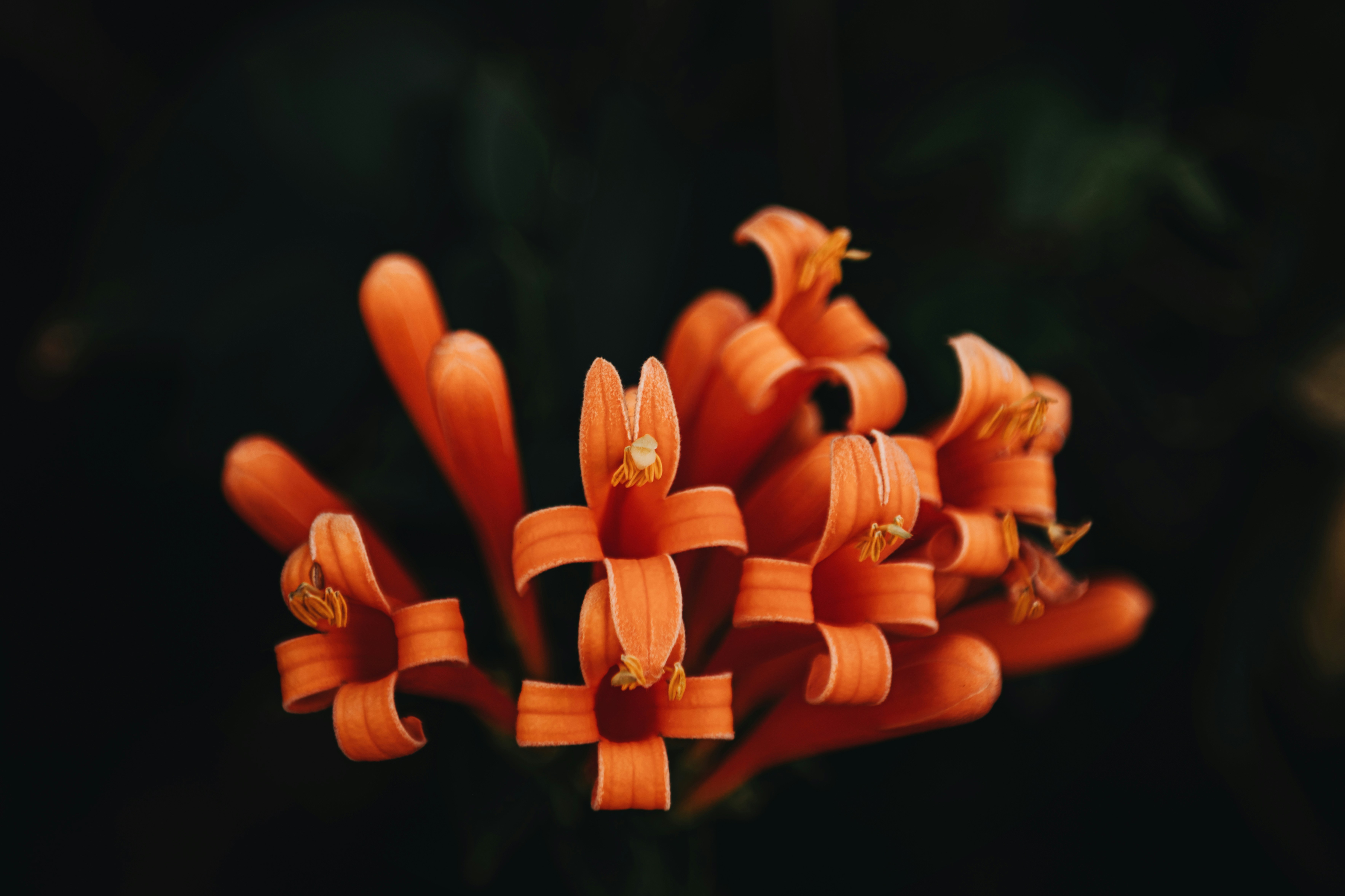 Vibrant orange flowers with intricate petals and delicate stamens against a dark background.