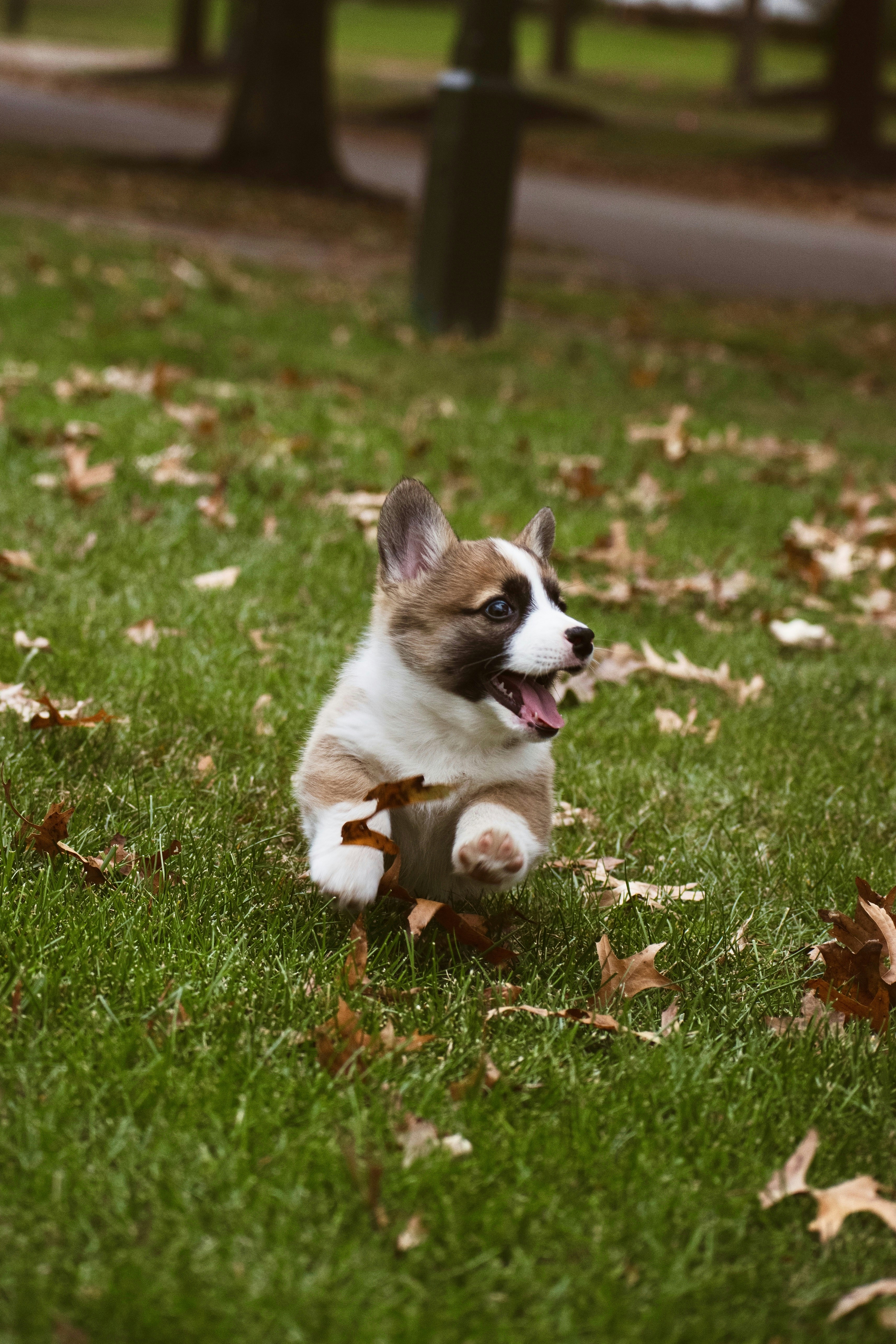 Bounding Leap: A Corgi Puppy Charges Through Autumn Grass