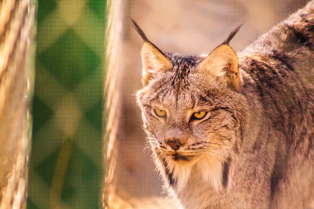 Imágenes de Compuesto De Cria De Felinos Exoticos | Descarga imágenes ...