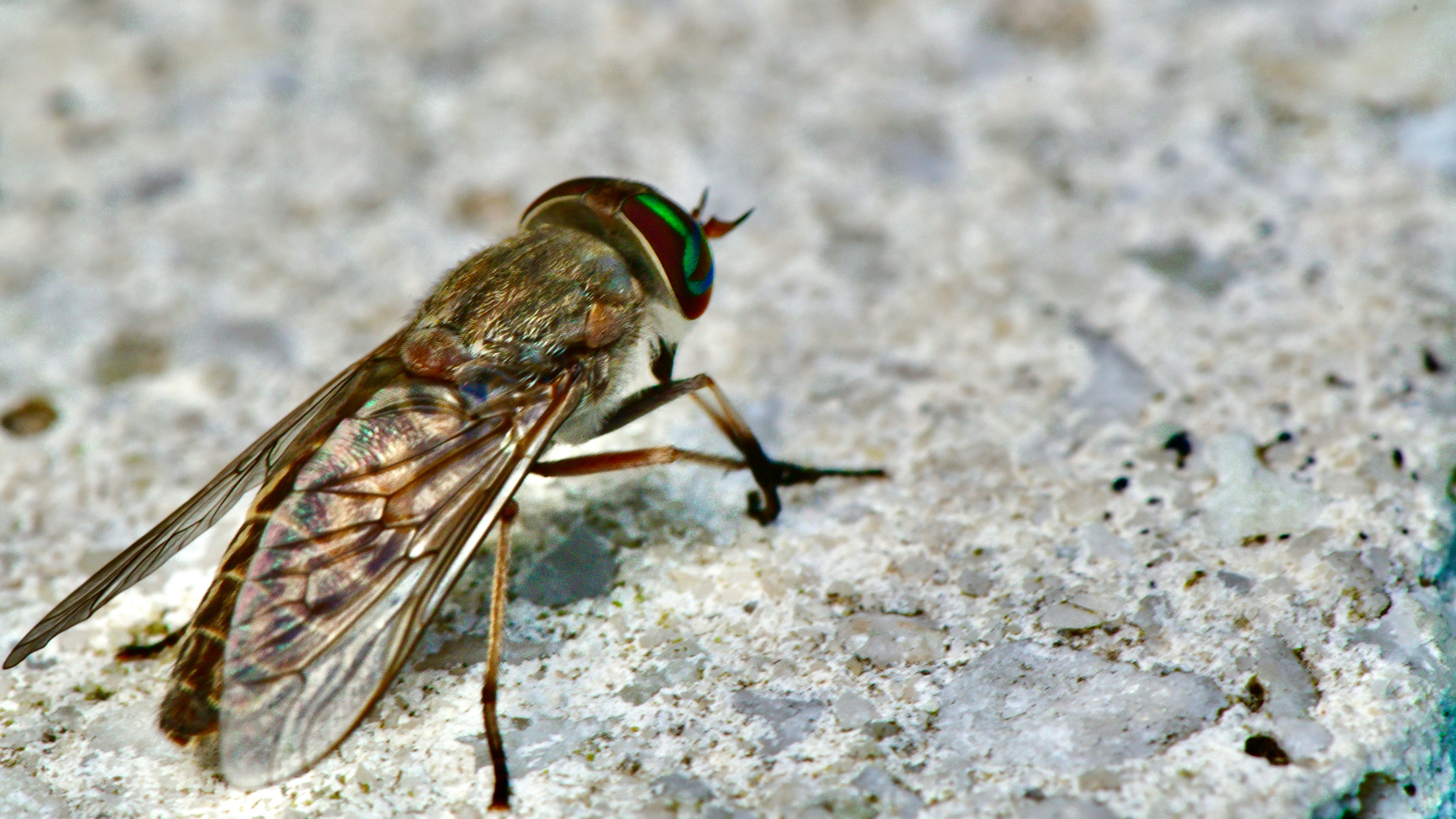 Iridescent Gaze on Rough Canvas: A Macro Fly on Concrete