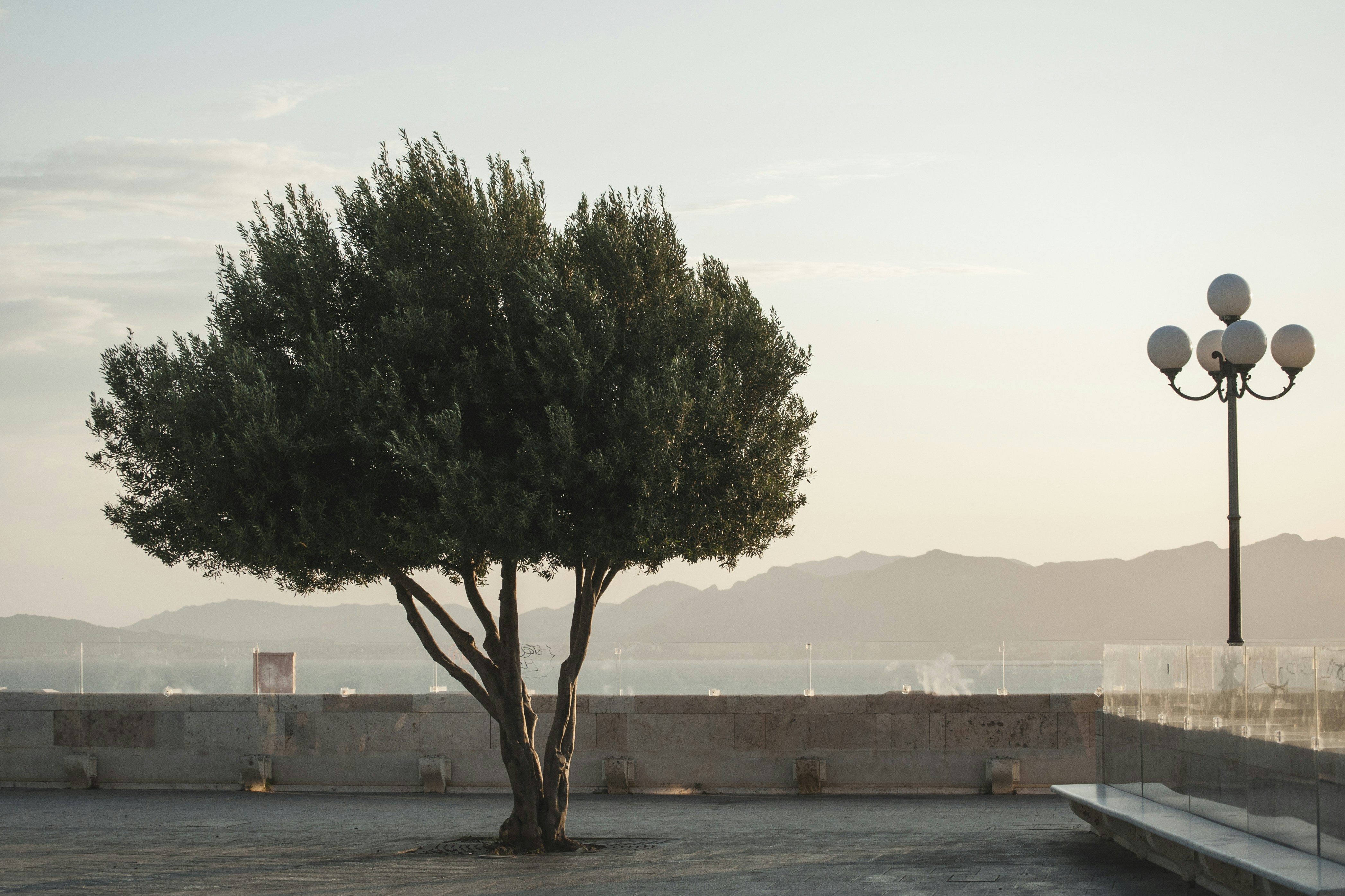 Lonely Tree on a Terrazzo Terrace at Dusk