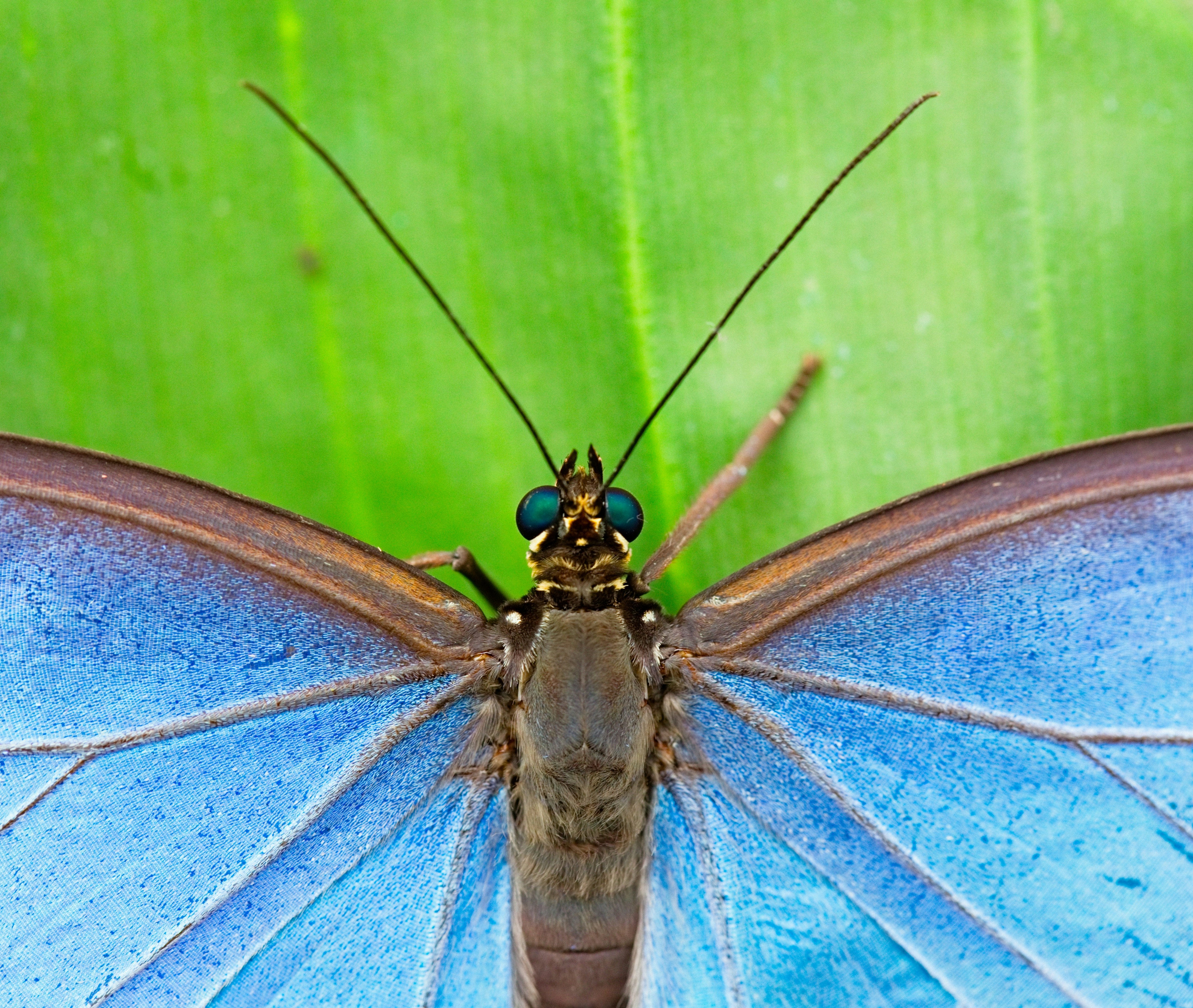 Blue Morpho Close-Up: Wings Spread and a Piercing Gaze