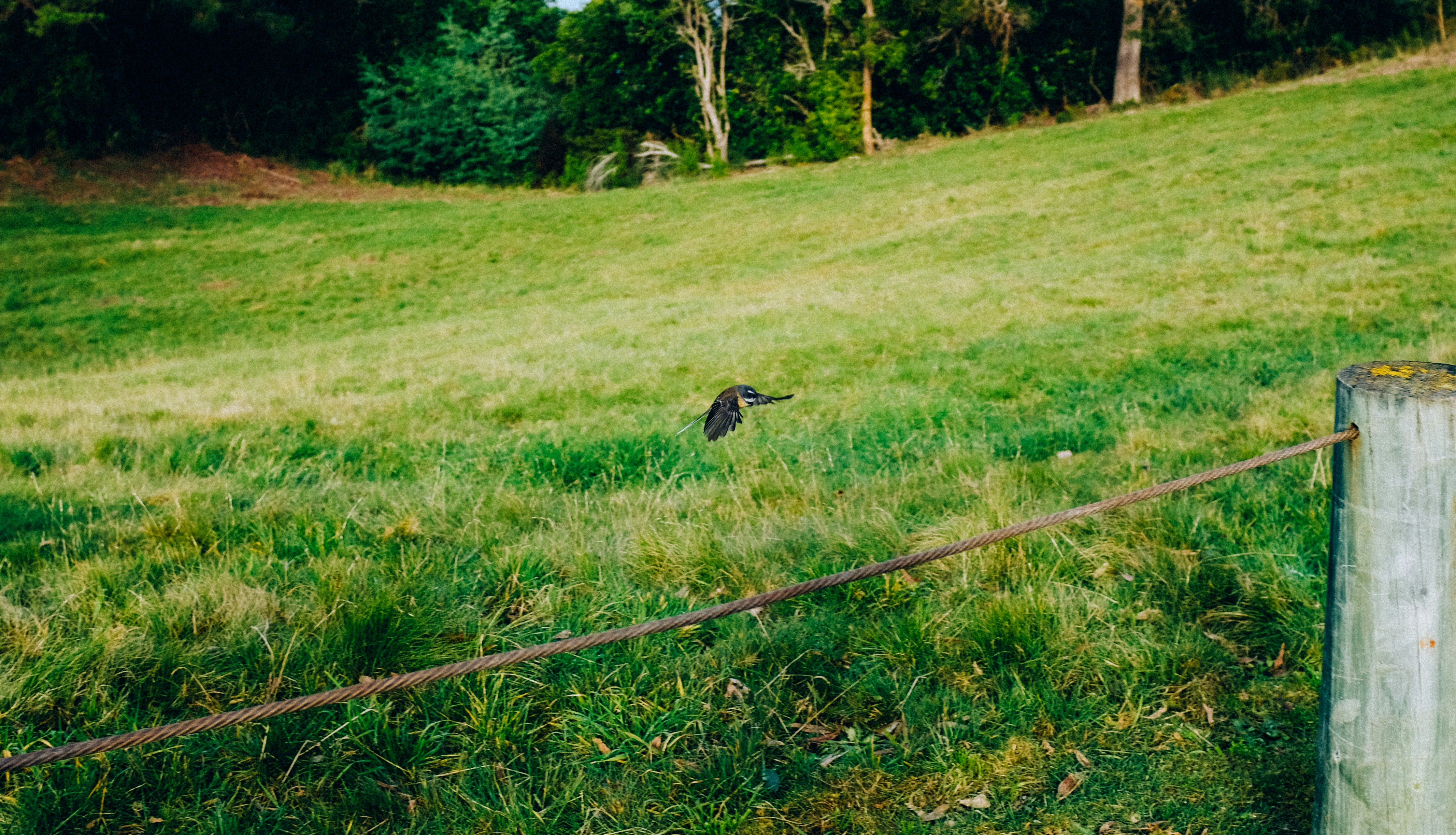 black bird on green grass field during daytime
