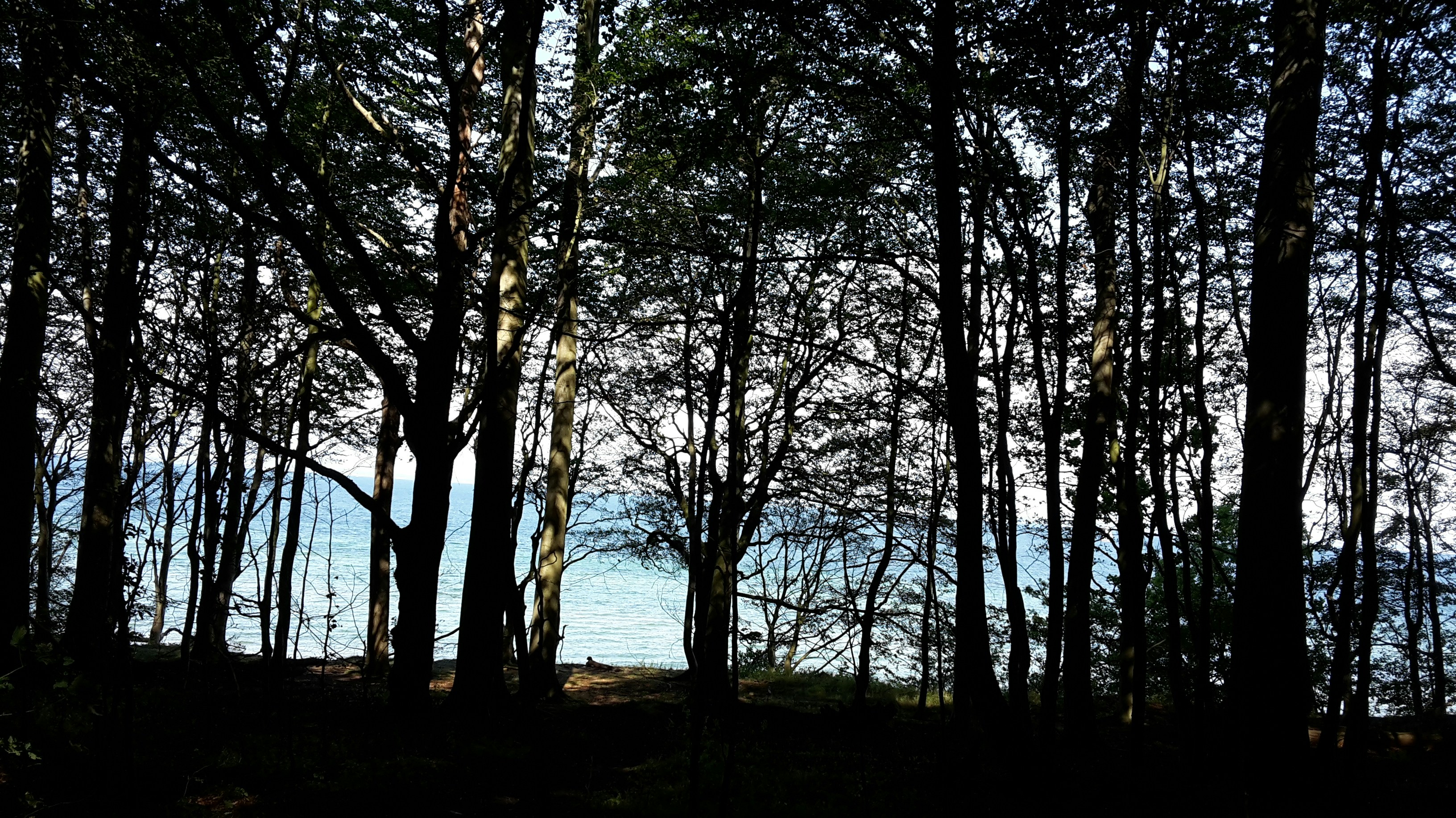 Silhouetted trees frame a serene lake view, capturing the tranquility of nature. The light dances on the water's surface, inviting contemplation.