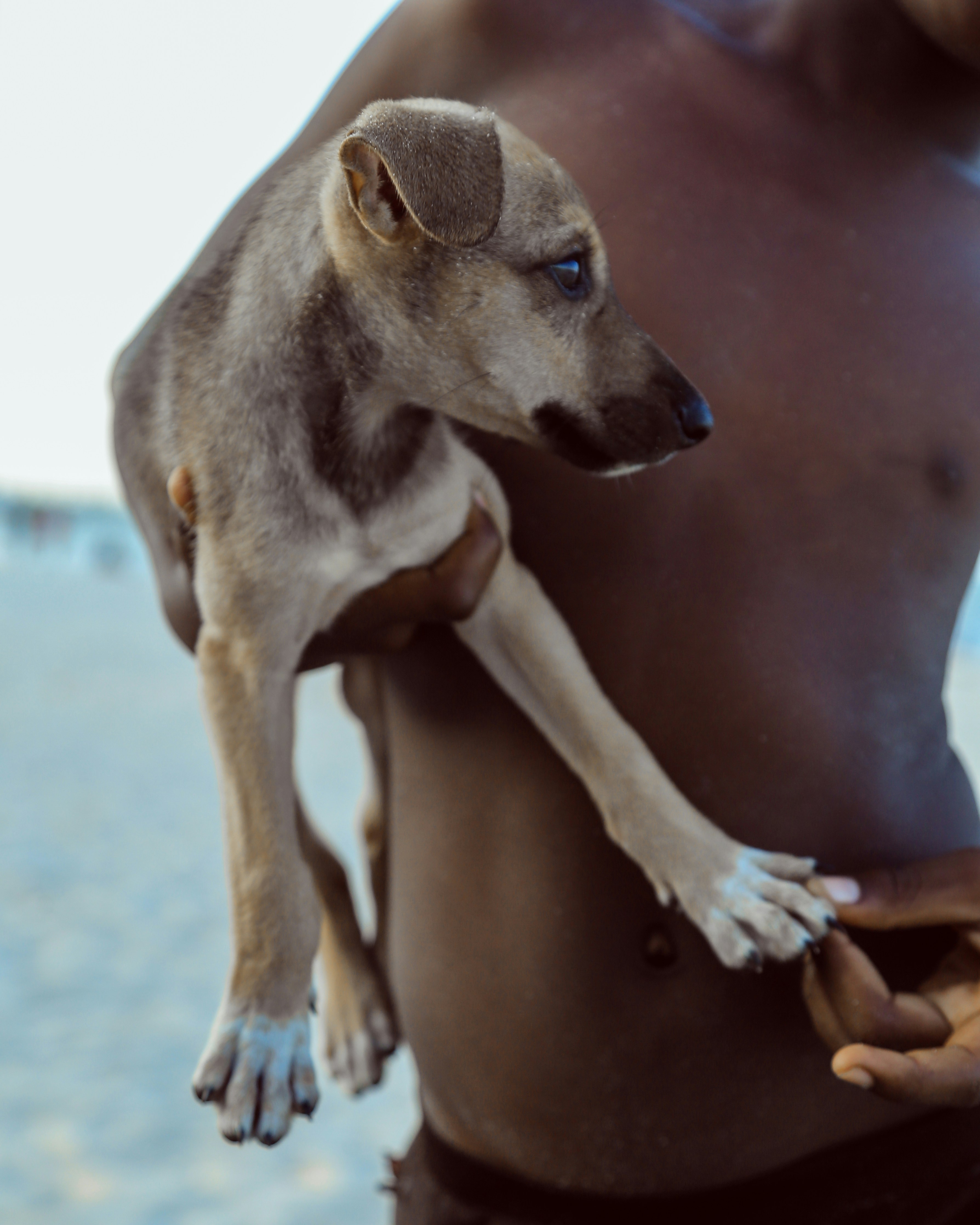 Coastal Cradle: A Small Dog Carried Across a Sunlit Beach