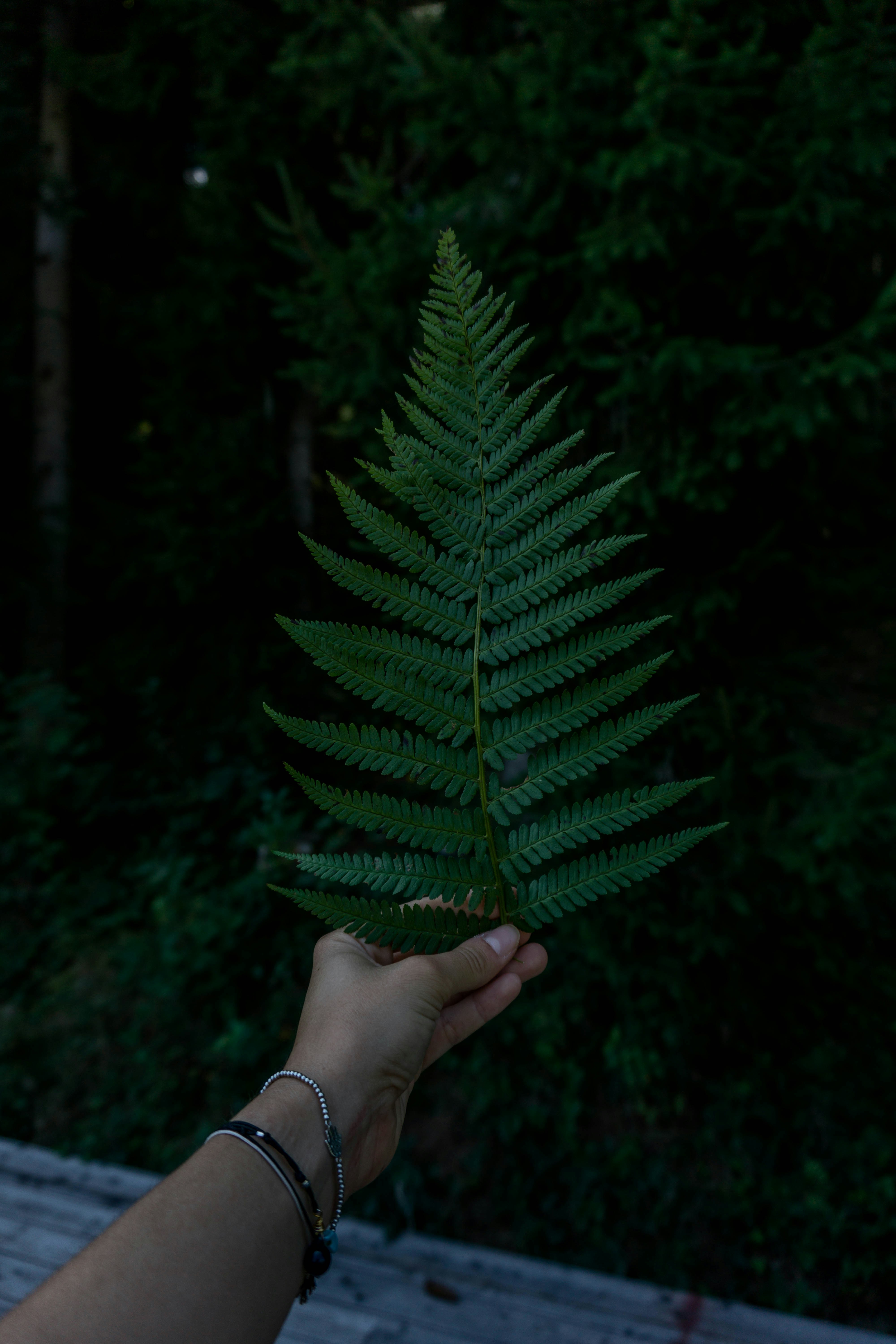 Fern in Focus: A solitary frond rises from shadowed woods