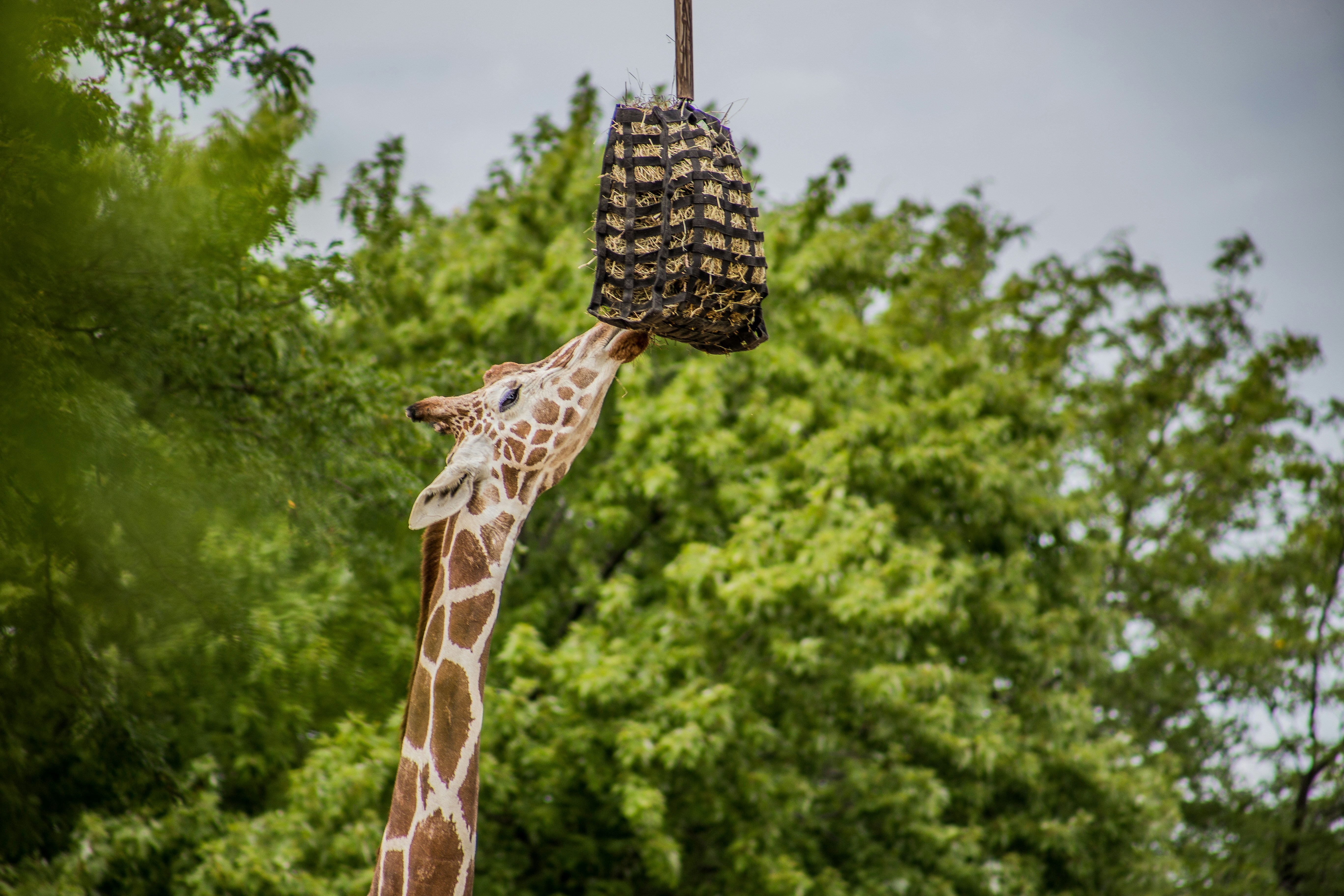 Giraffe Reaches for a Woven Basket Under a Sunlit Canopy
