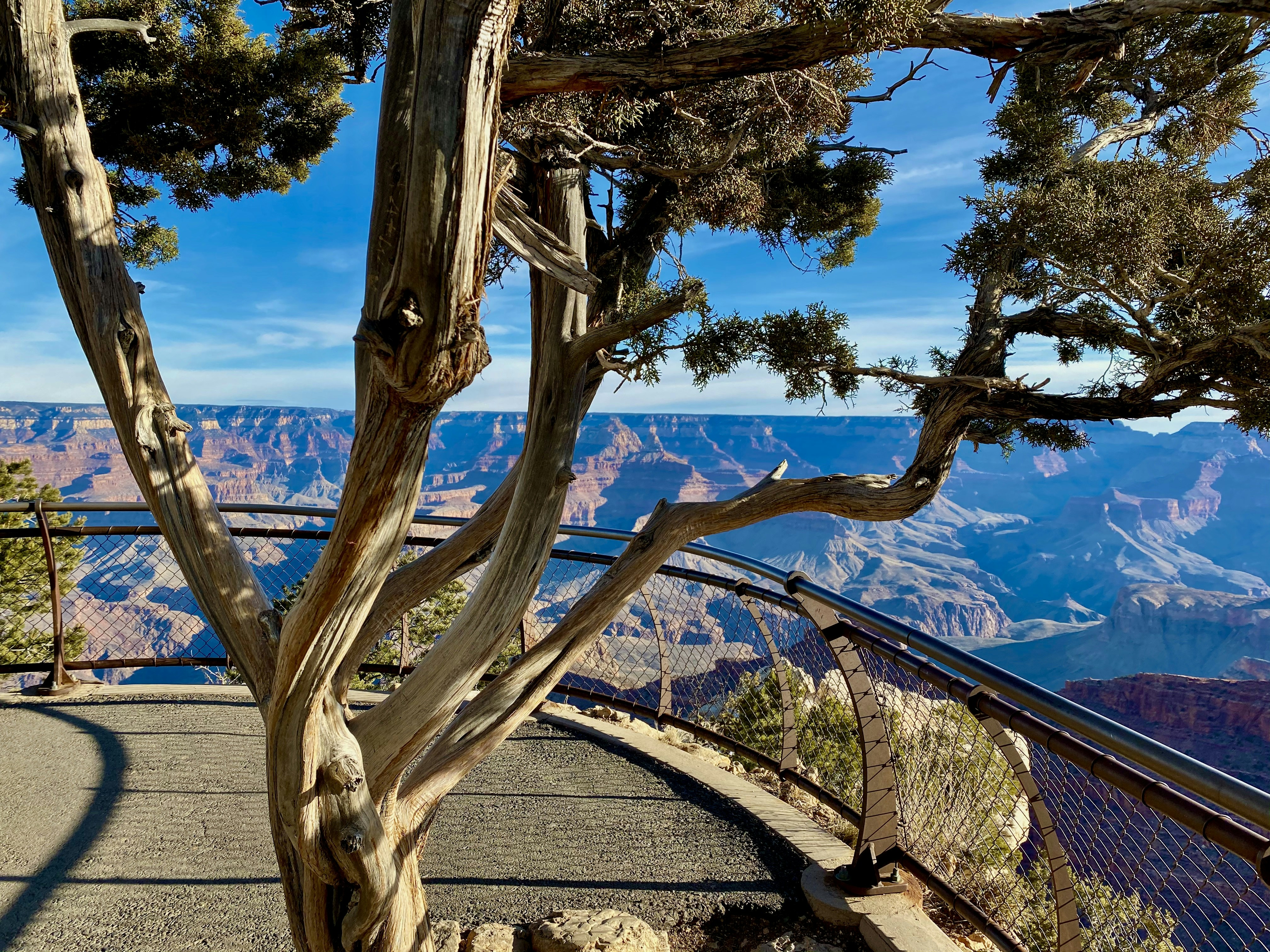 Twisted Tree Framing a Grand Canyon Vista