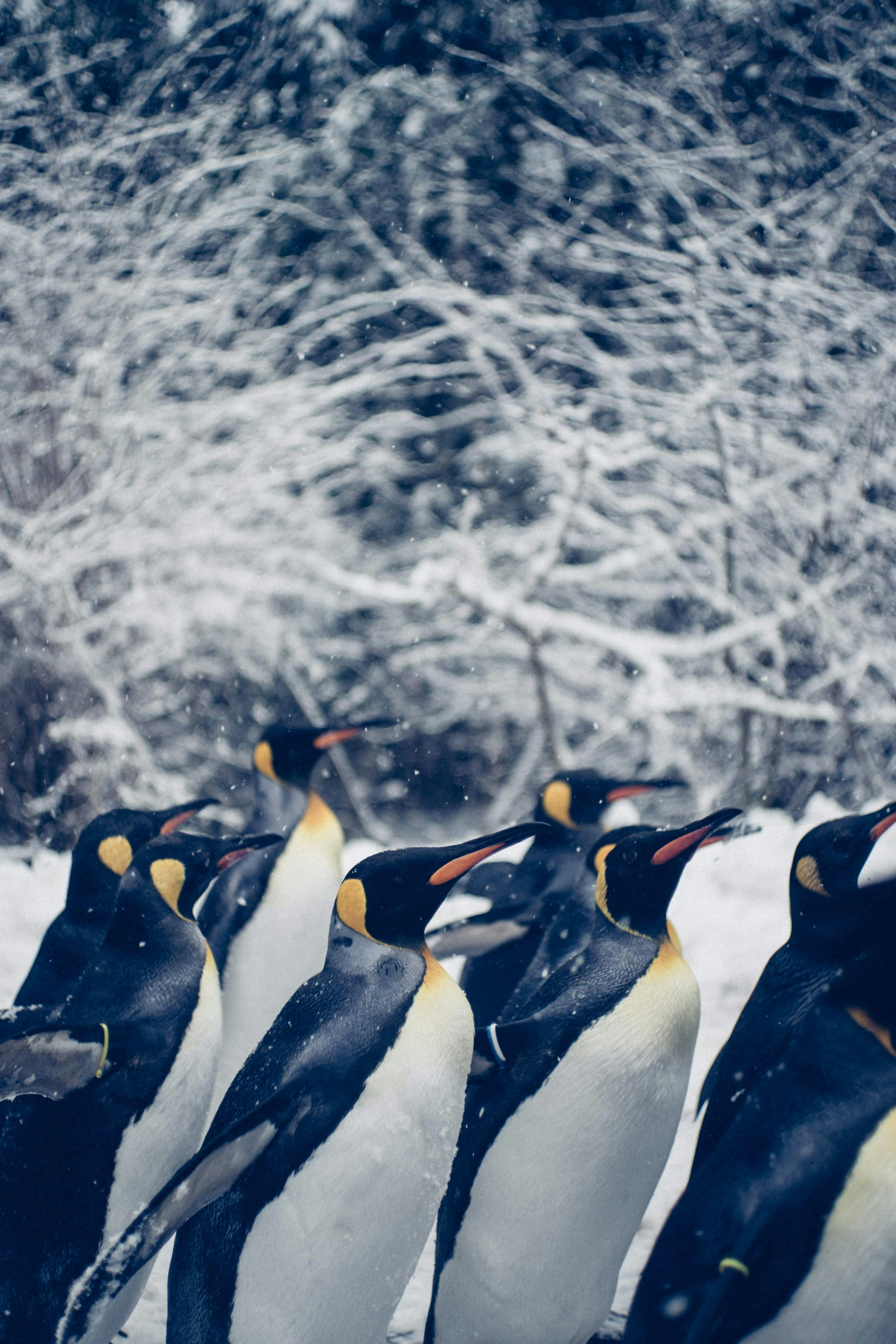 Penguins walking during snowfall at Zoo Zurich