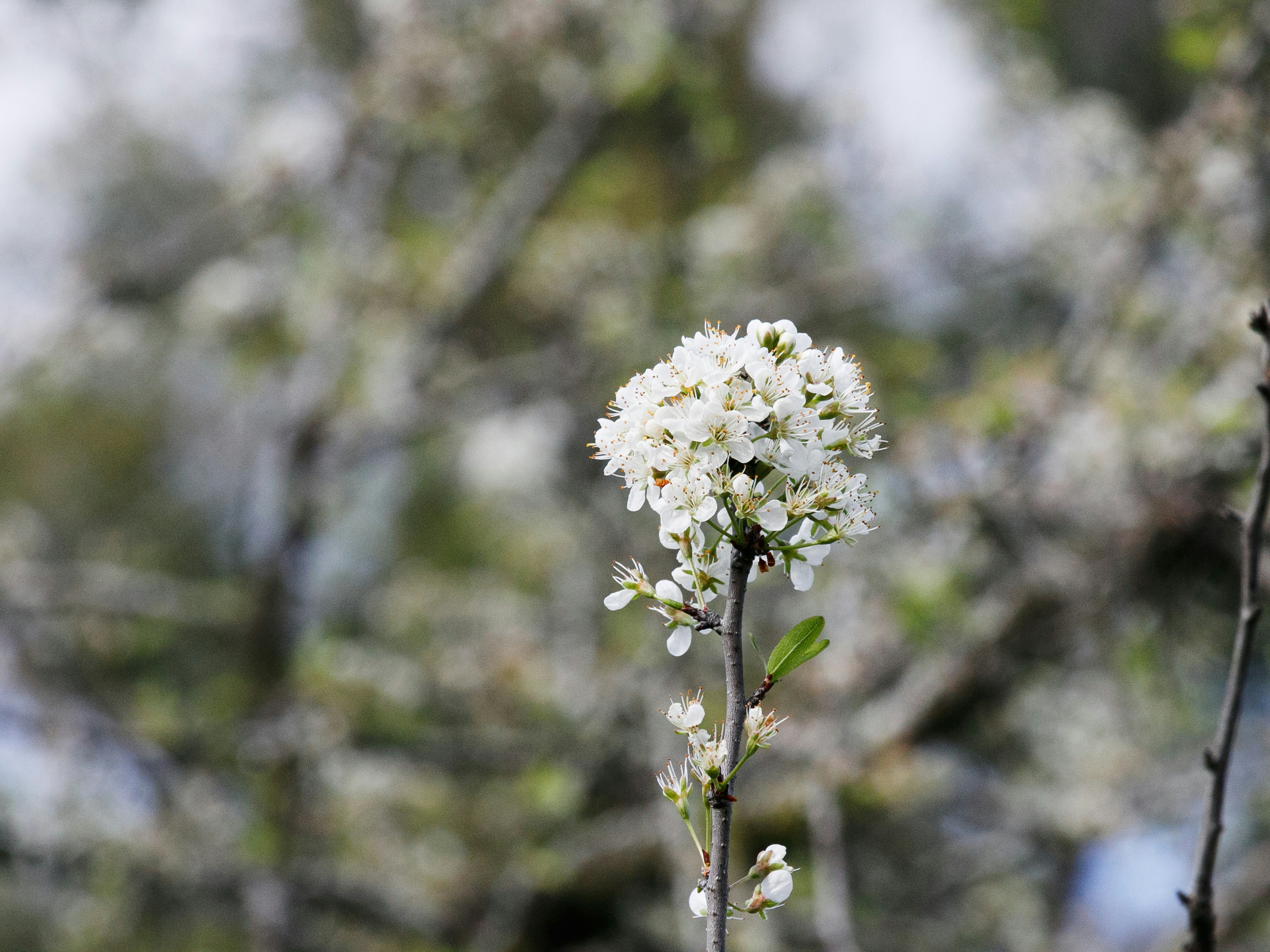 Cluster of tiny blooms