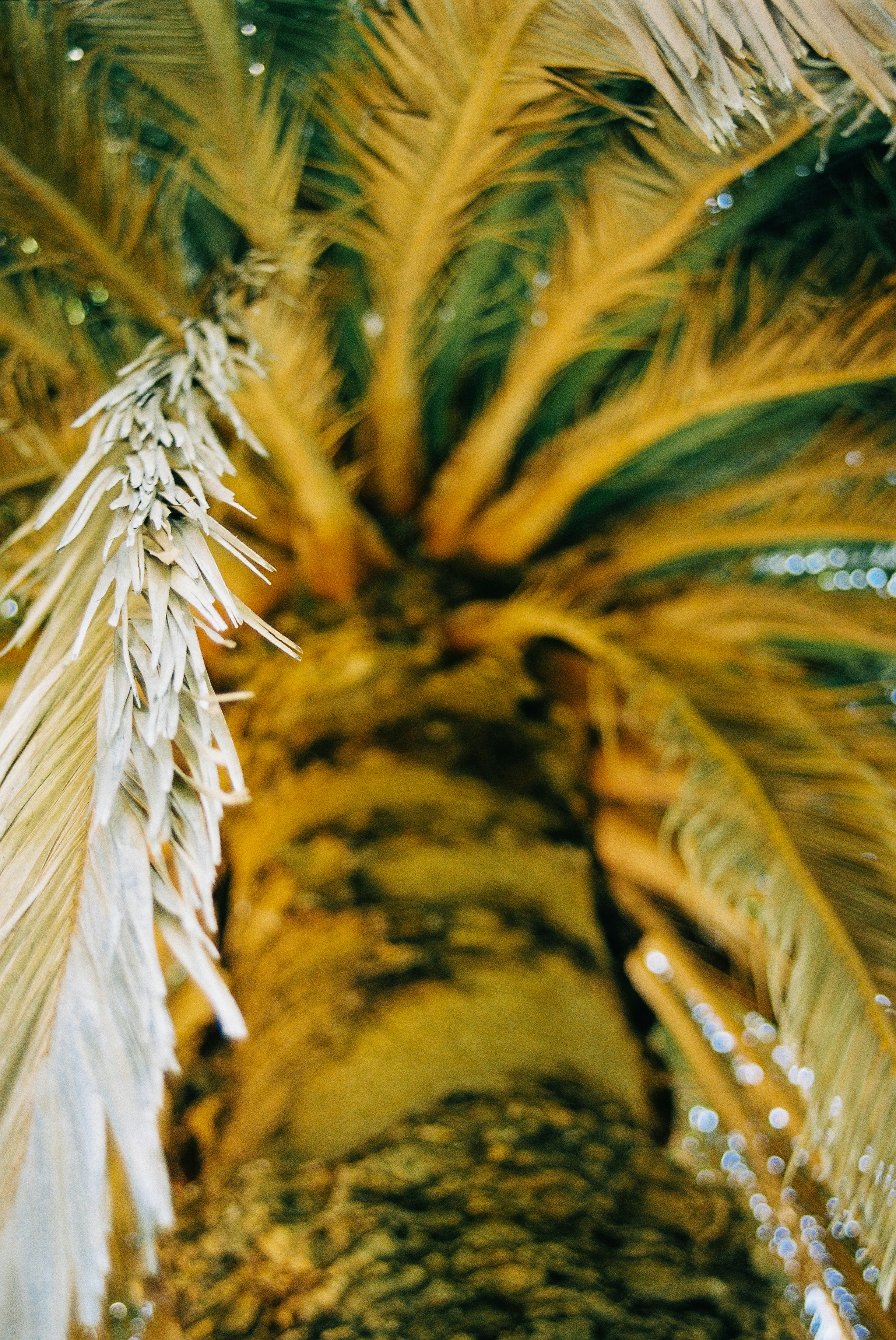 Palm Trunk Ascending: Framing the Sunlit Fronds from Base to Crown