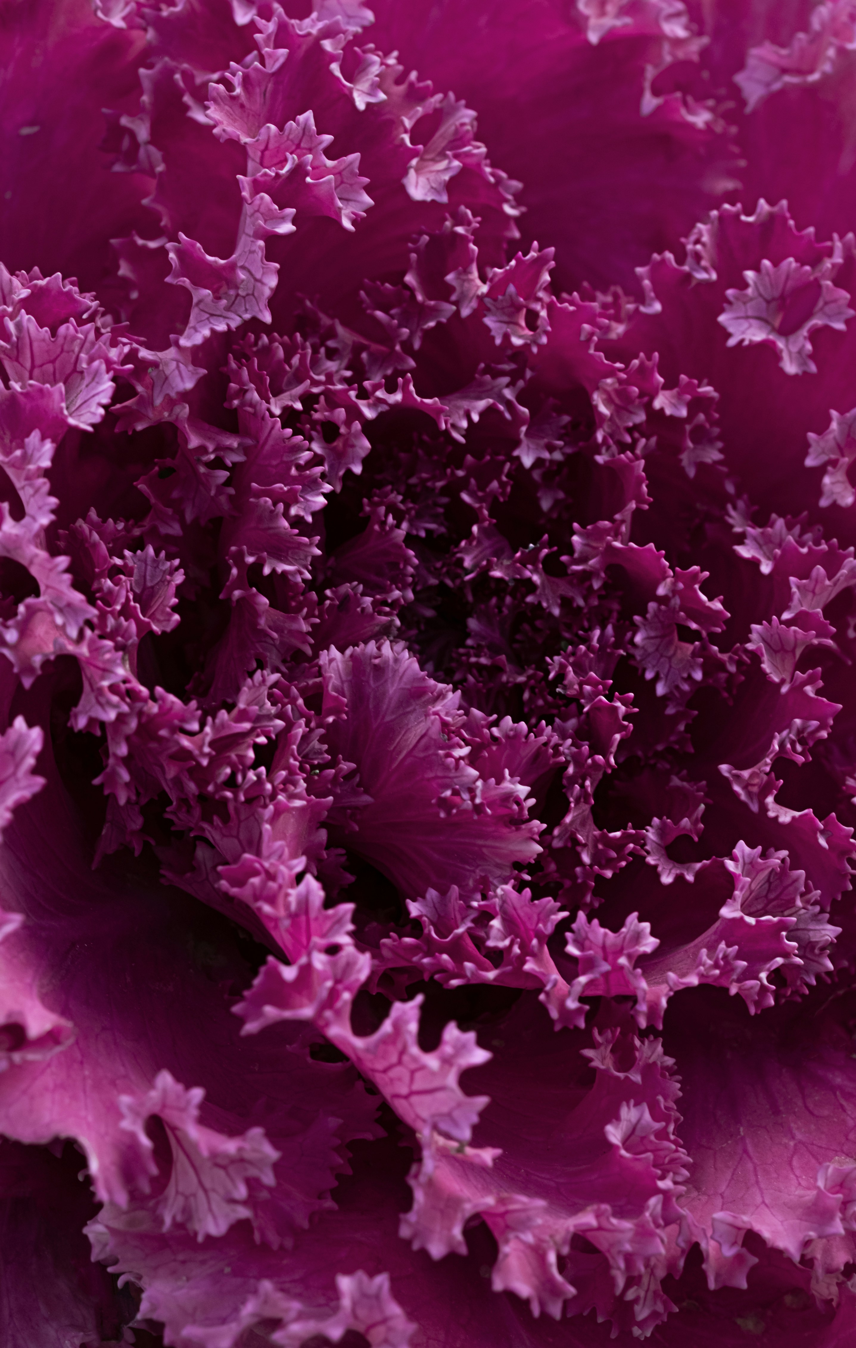 Close-up of a vibrant purple ornamental cabbage showcasing its intricate, frilled leaves and textures.